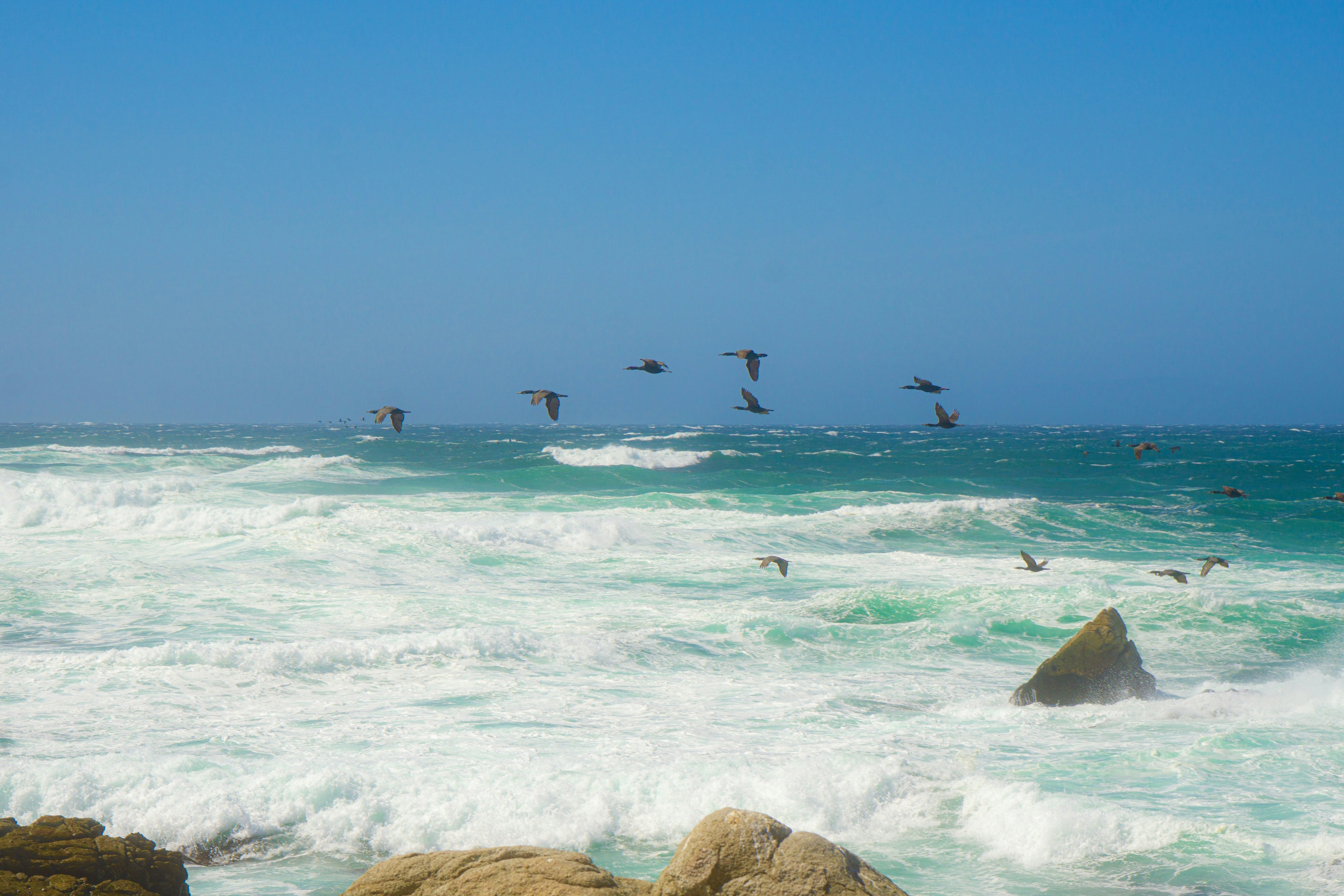 Seagulls Over Cresting Surf at a Rocky Coastal Edge