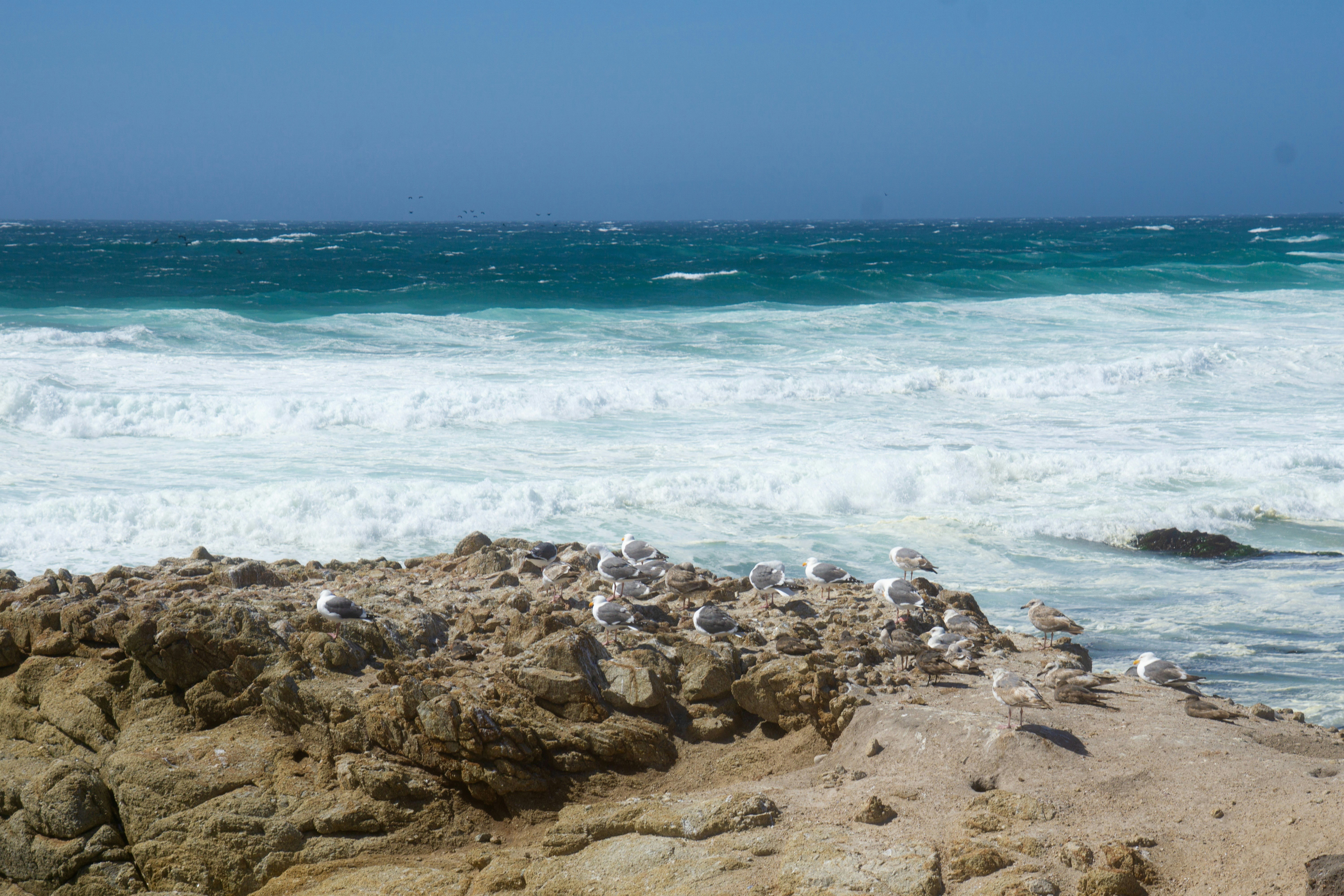 Seabreeze Promenade: A Seabird Chorus Among Sunlit Rocks