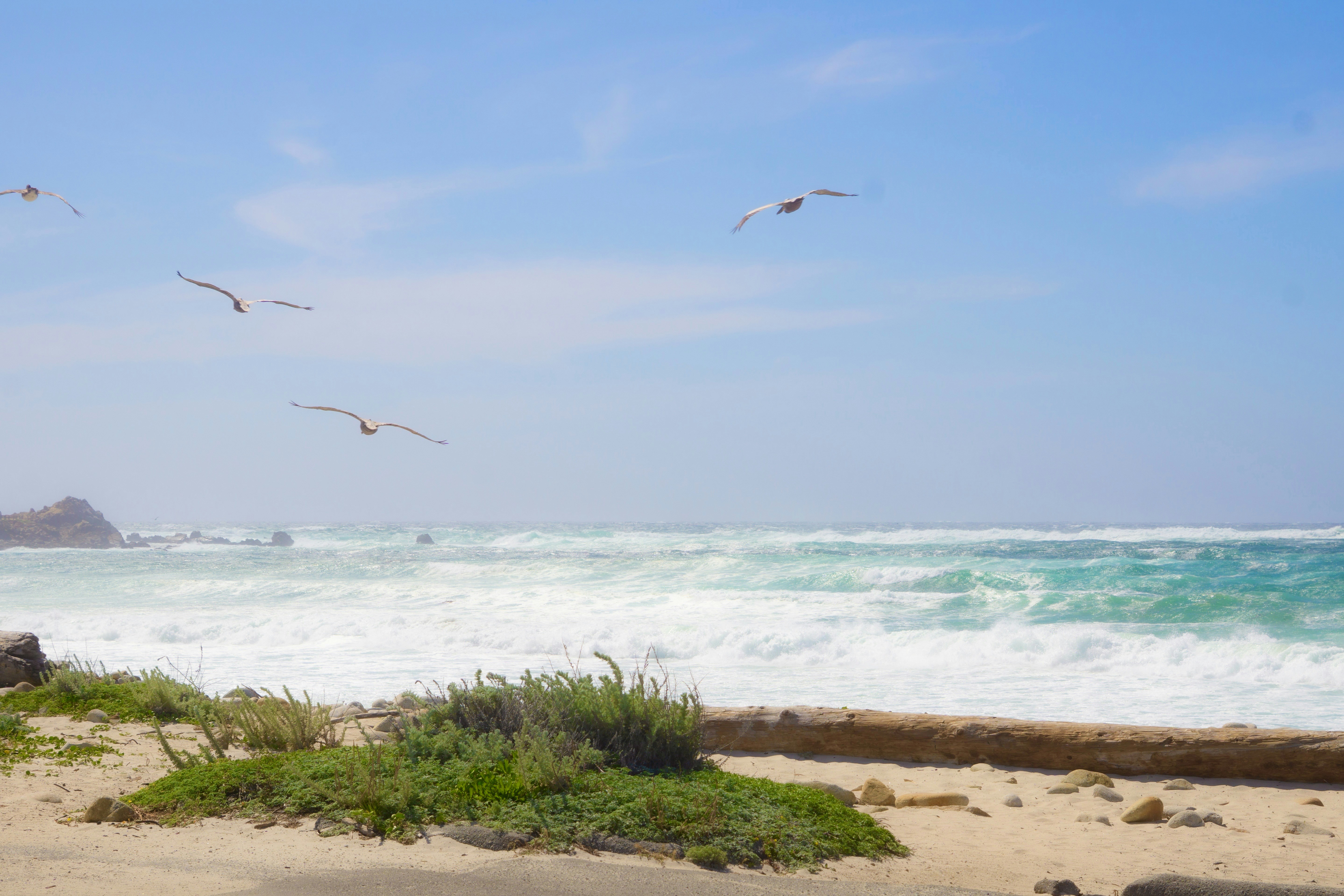 Seabreeze Overlook: Seagulls in a Sunlit Beach