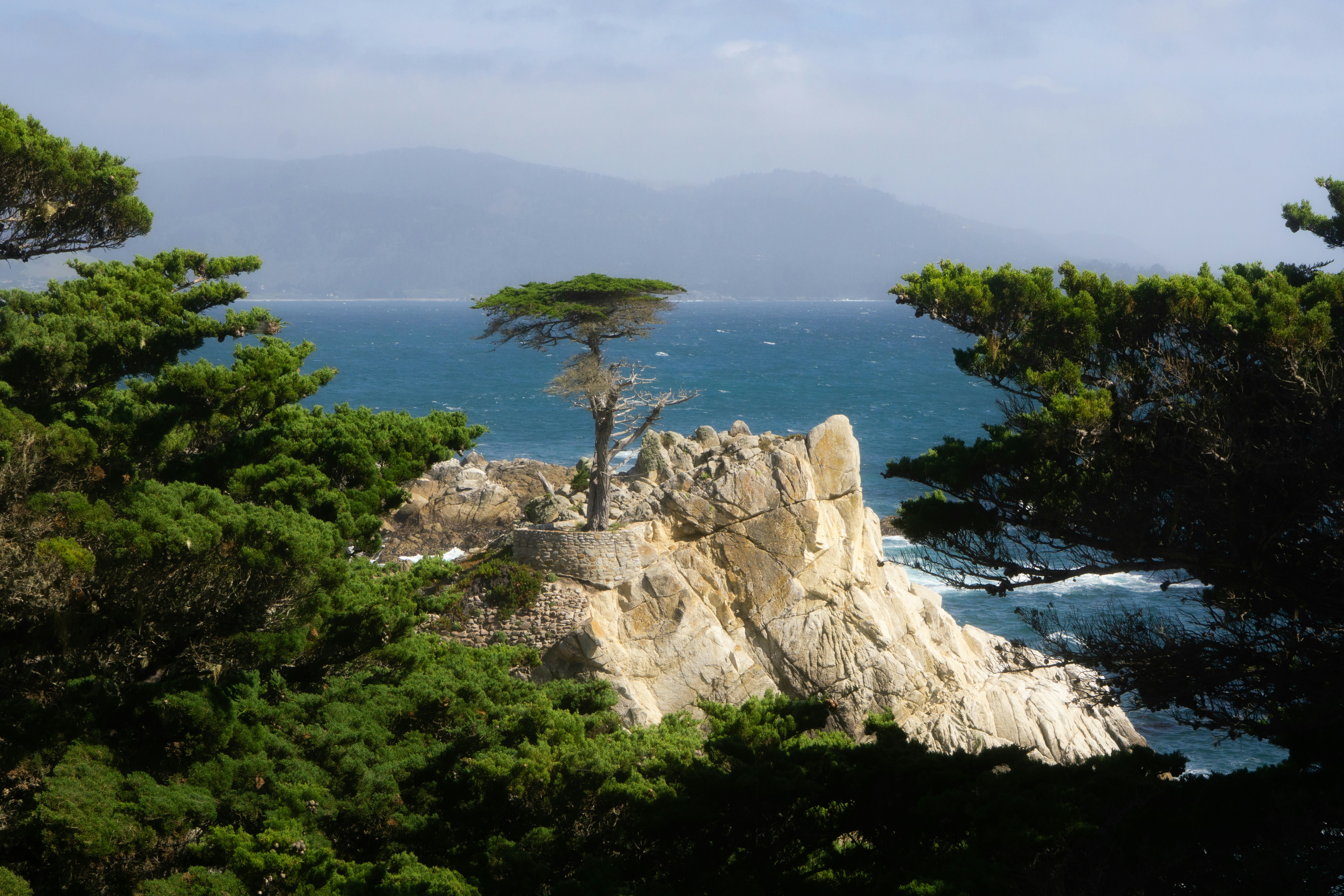 Isolated Cypress on a Windward Cliff