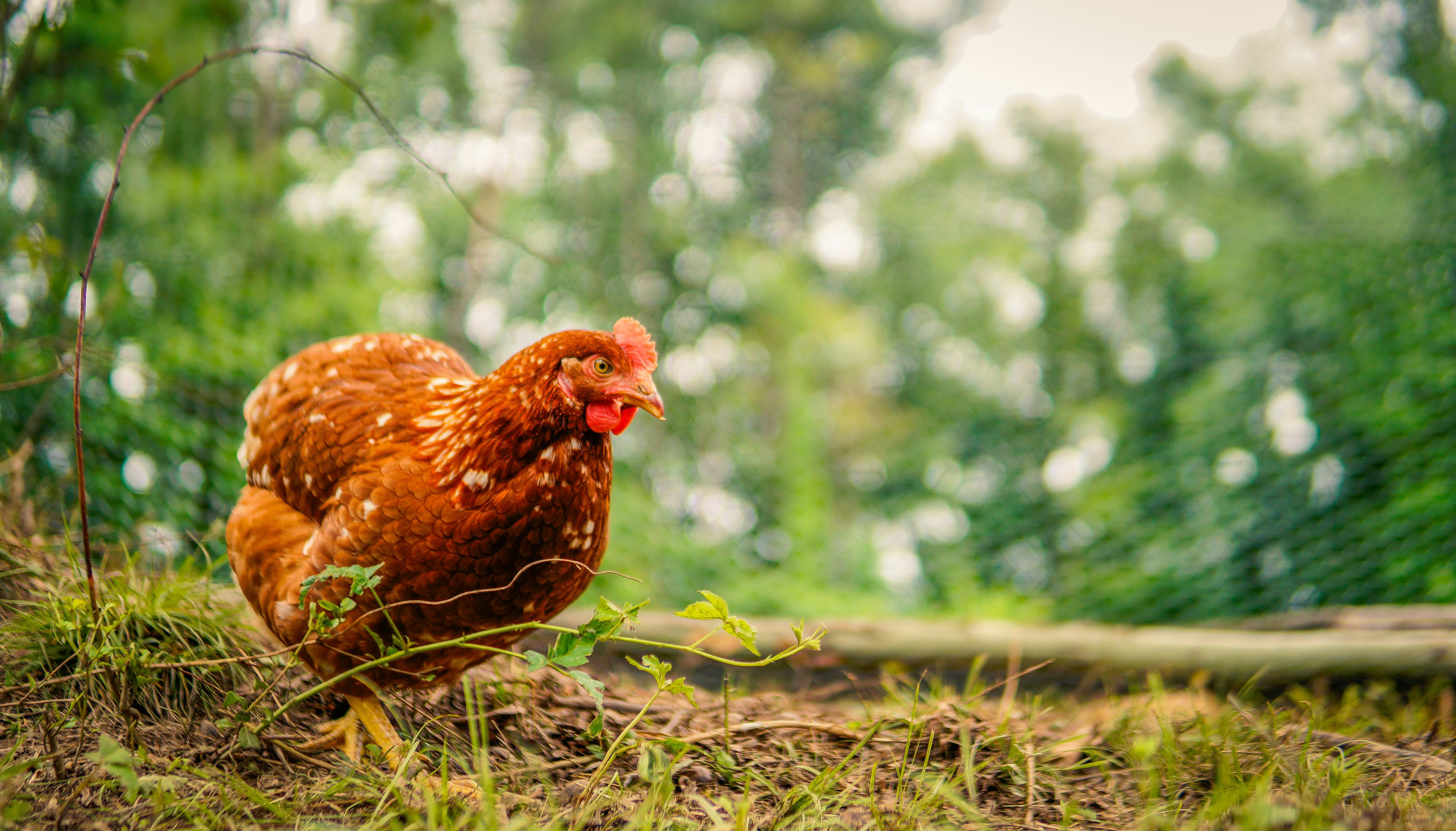 Red Hen at the Edge of the Garden Bed