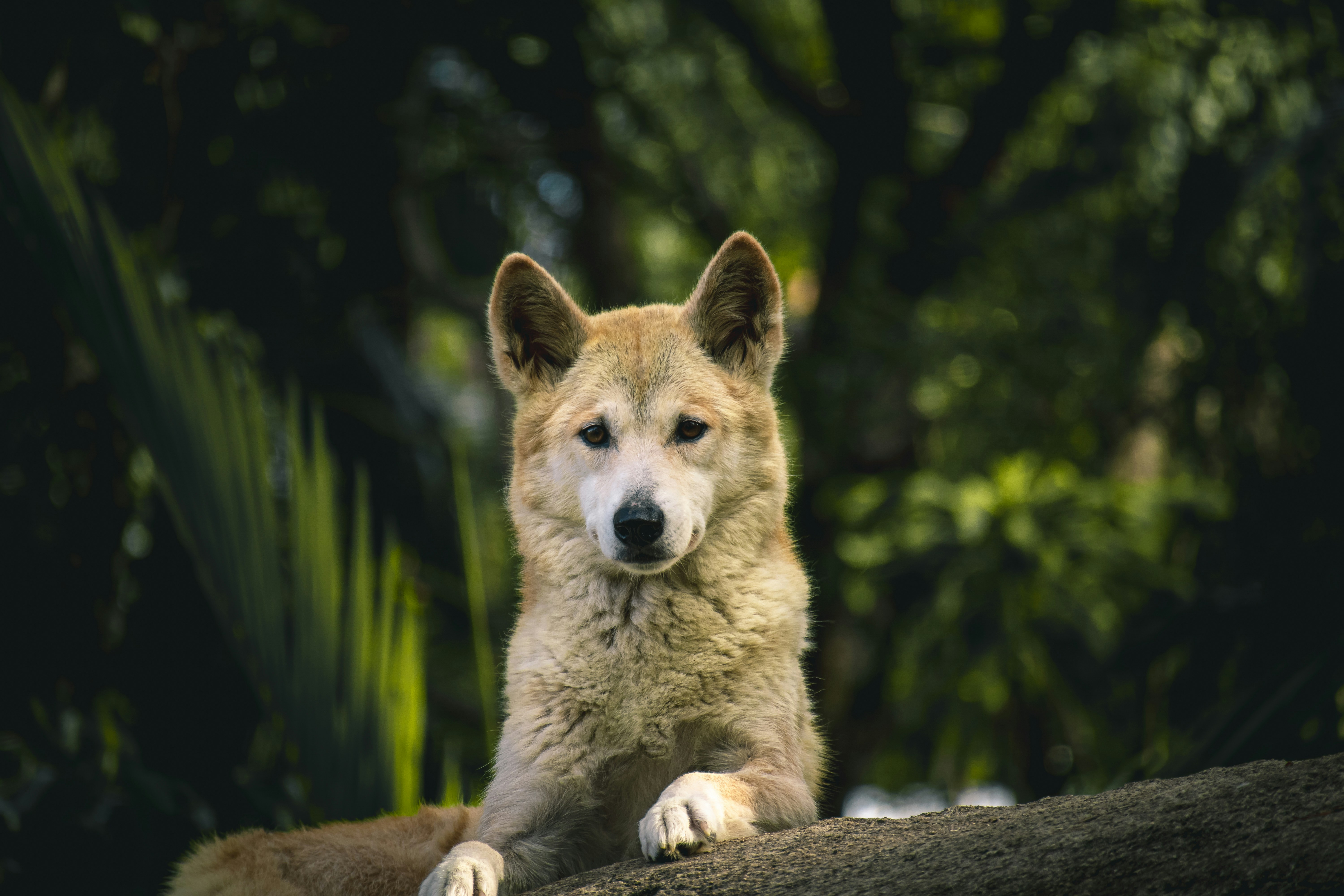 Centered Hound Amid tranquil greens