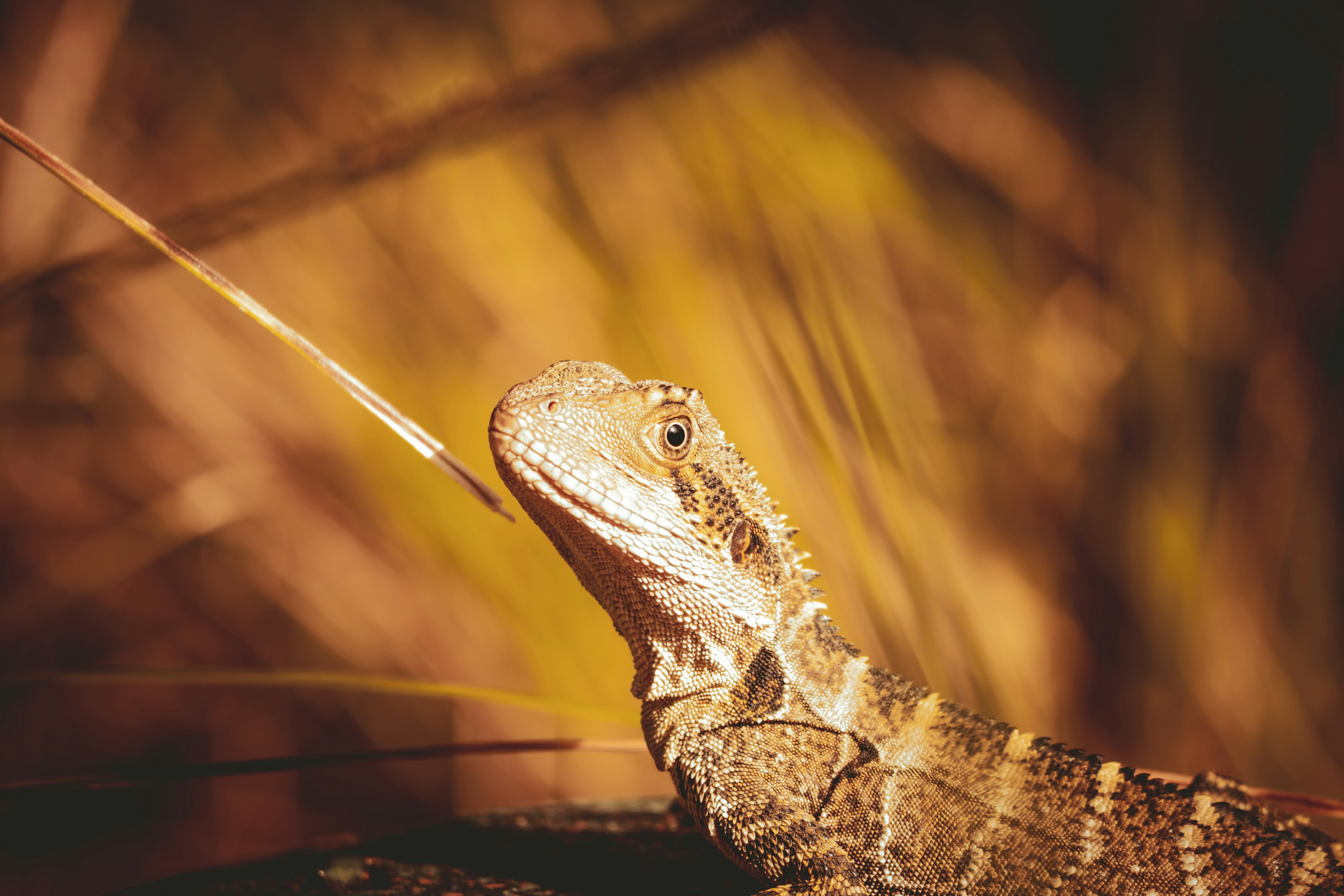 Hawked Gaze: Bearded Dragon Serene in Sunset Brush