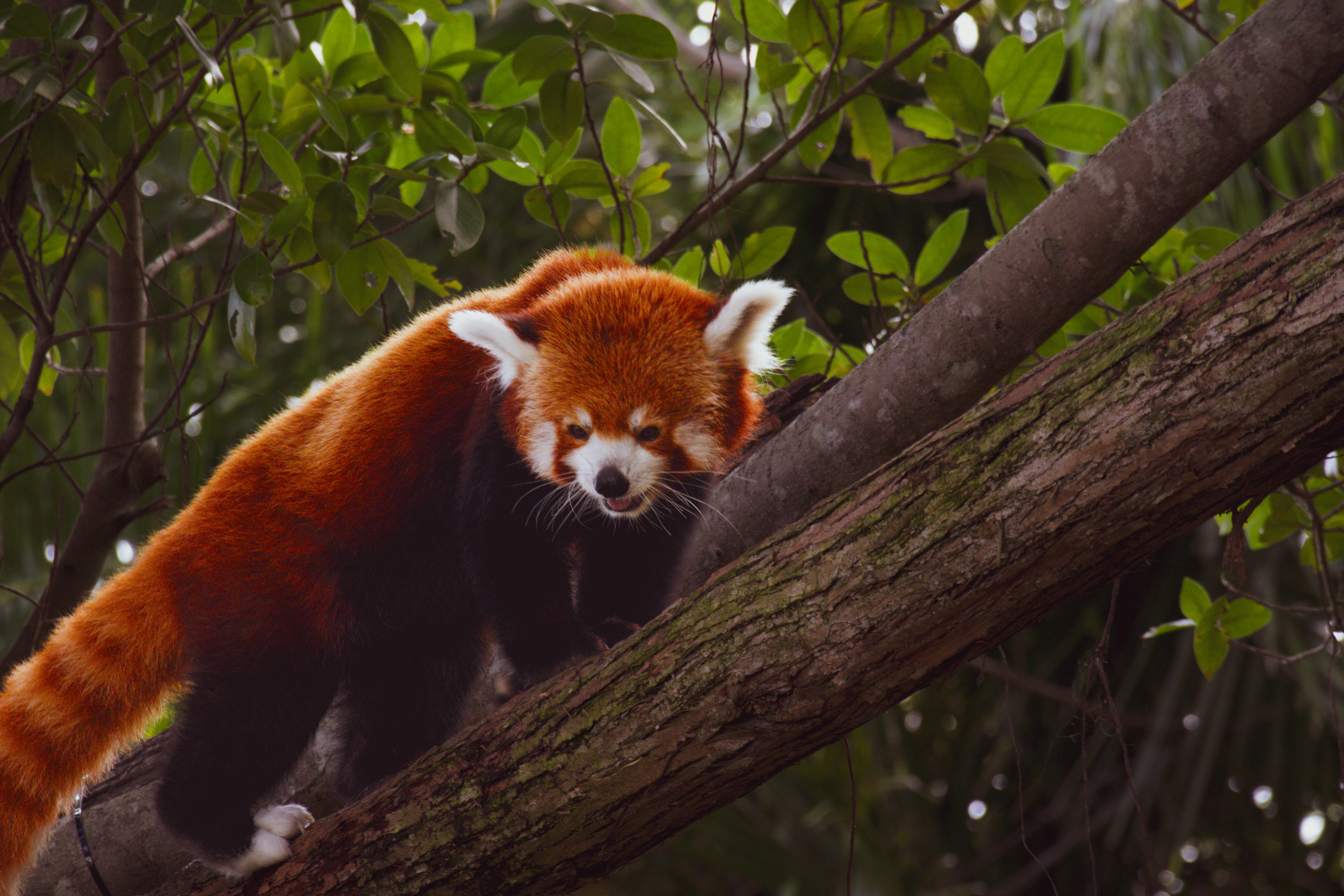 Red Panda on a Sunlit Cedar Branch