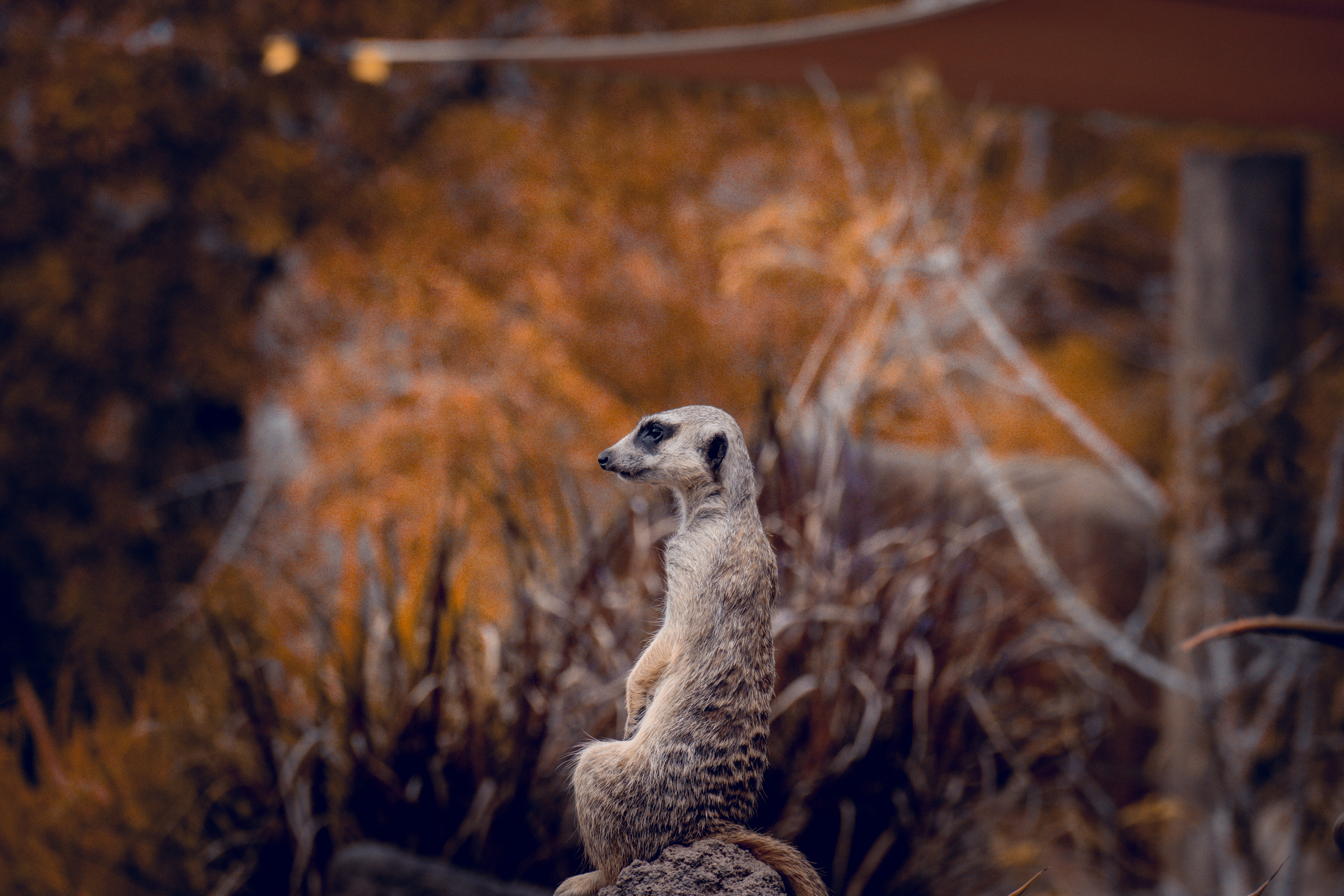 Guarded Pause: A Meerkat Sentinel in Velvet Autumn Light