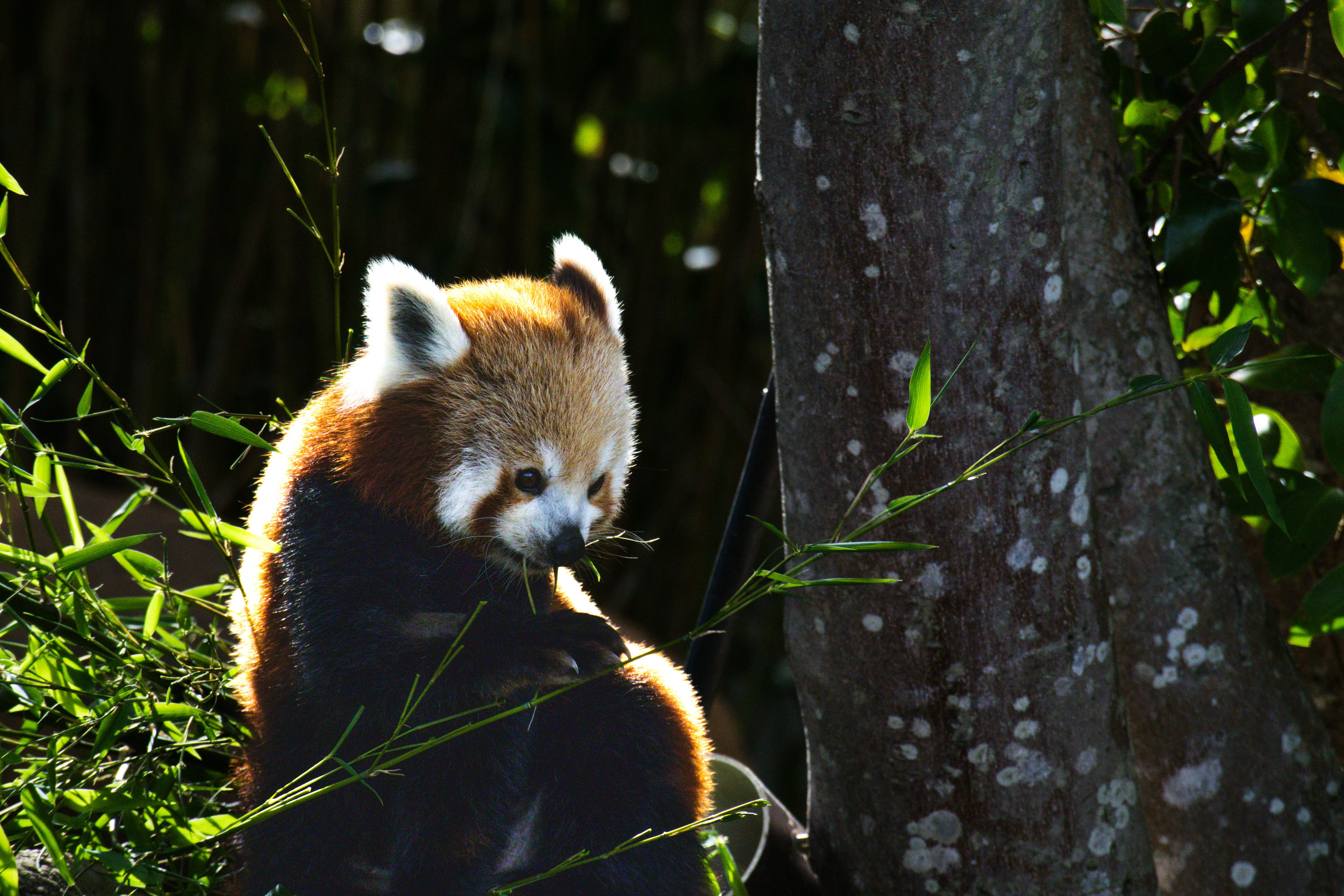 Quiet Red Panda Corner: Morning Light in a Bamboo Patch