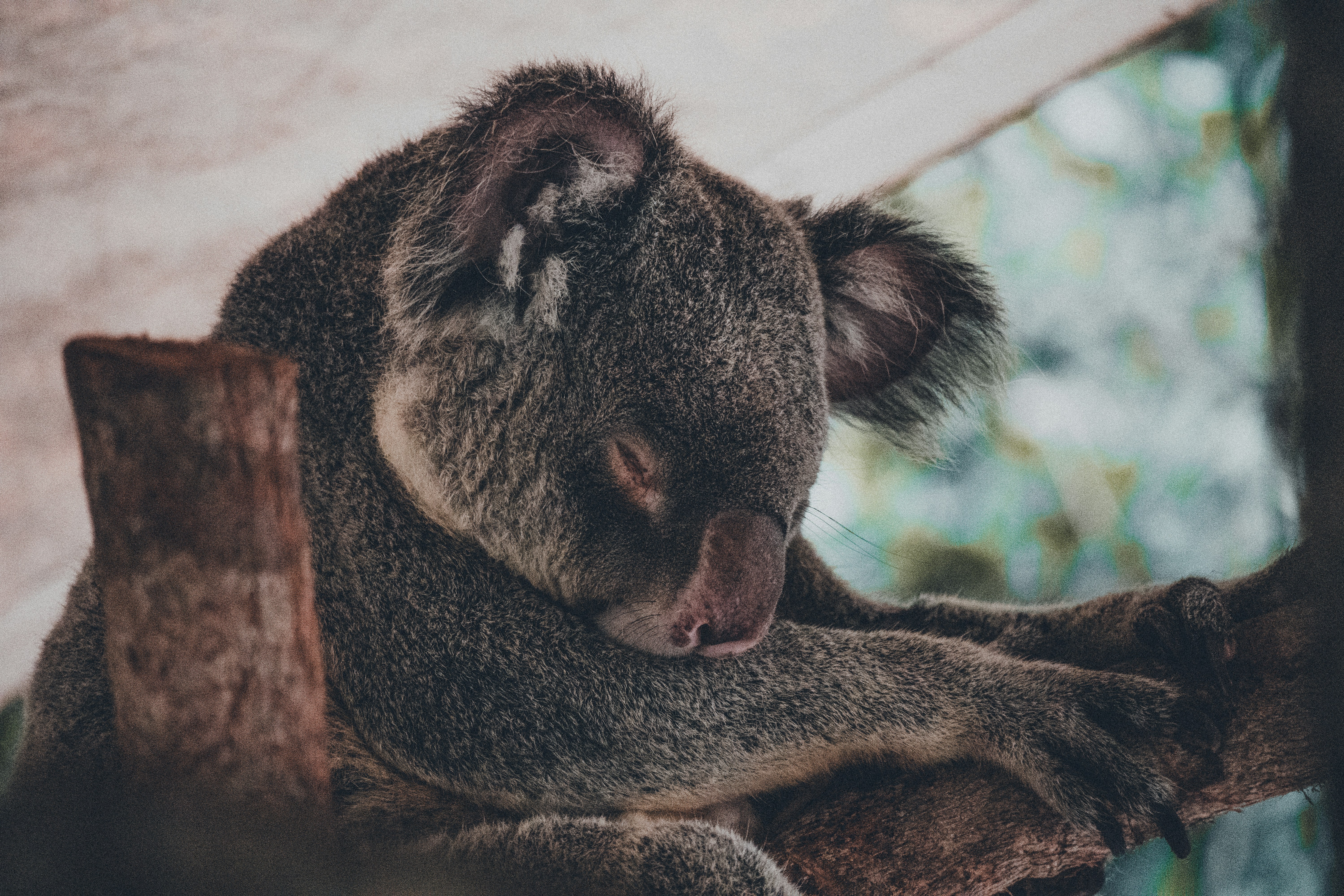 Koala Resting in Dappled Light
