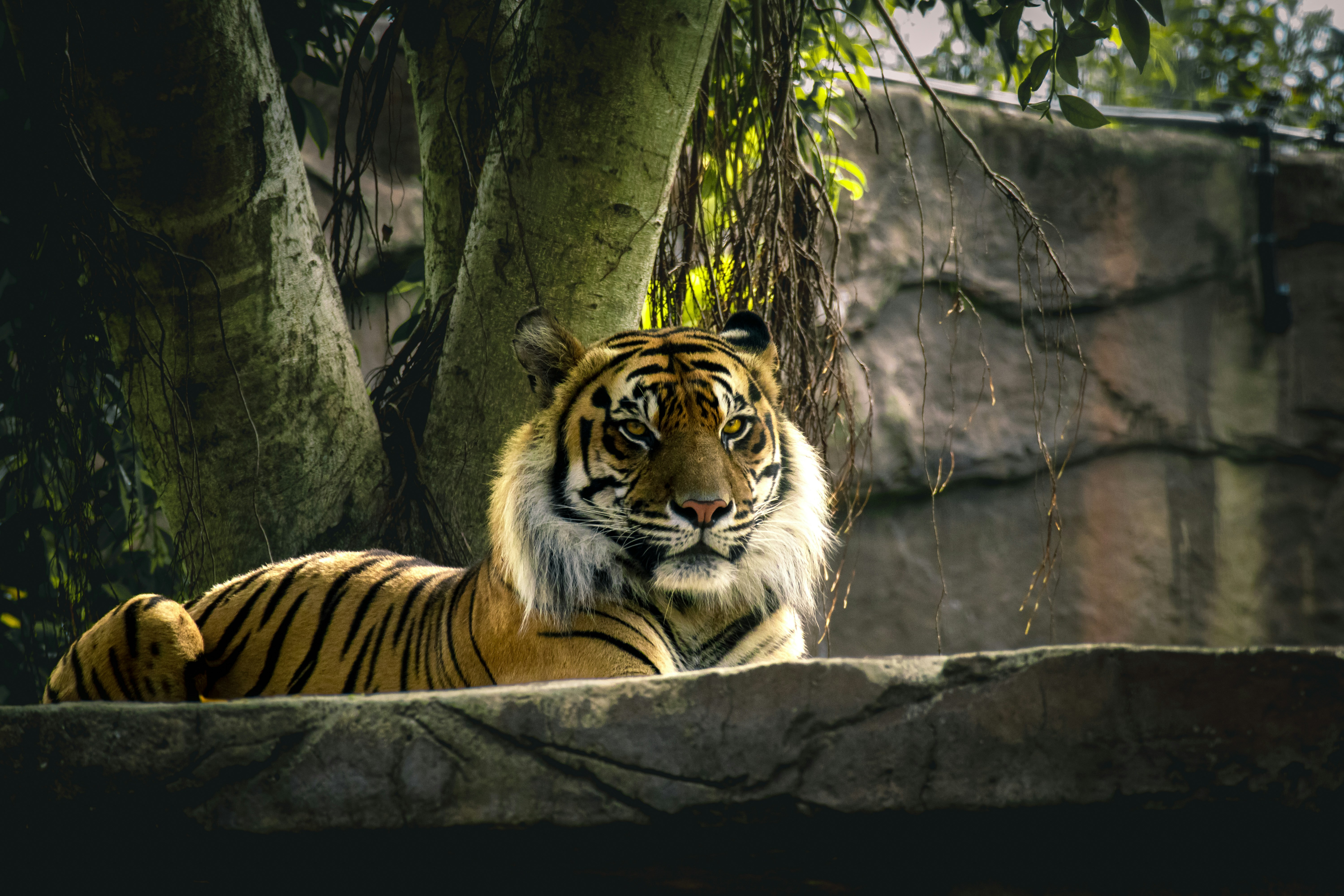 Tiger’s Watch over the Dappled Edge