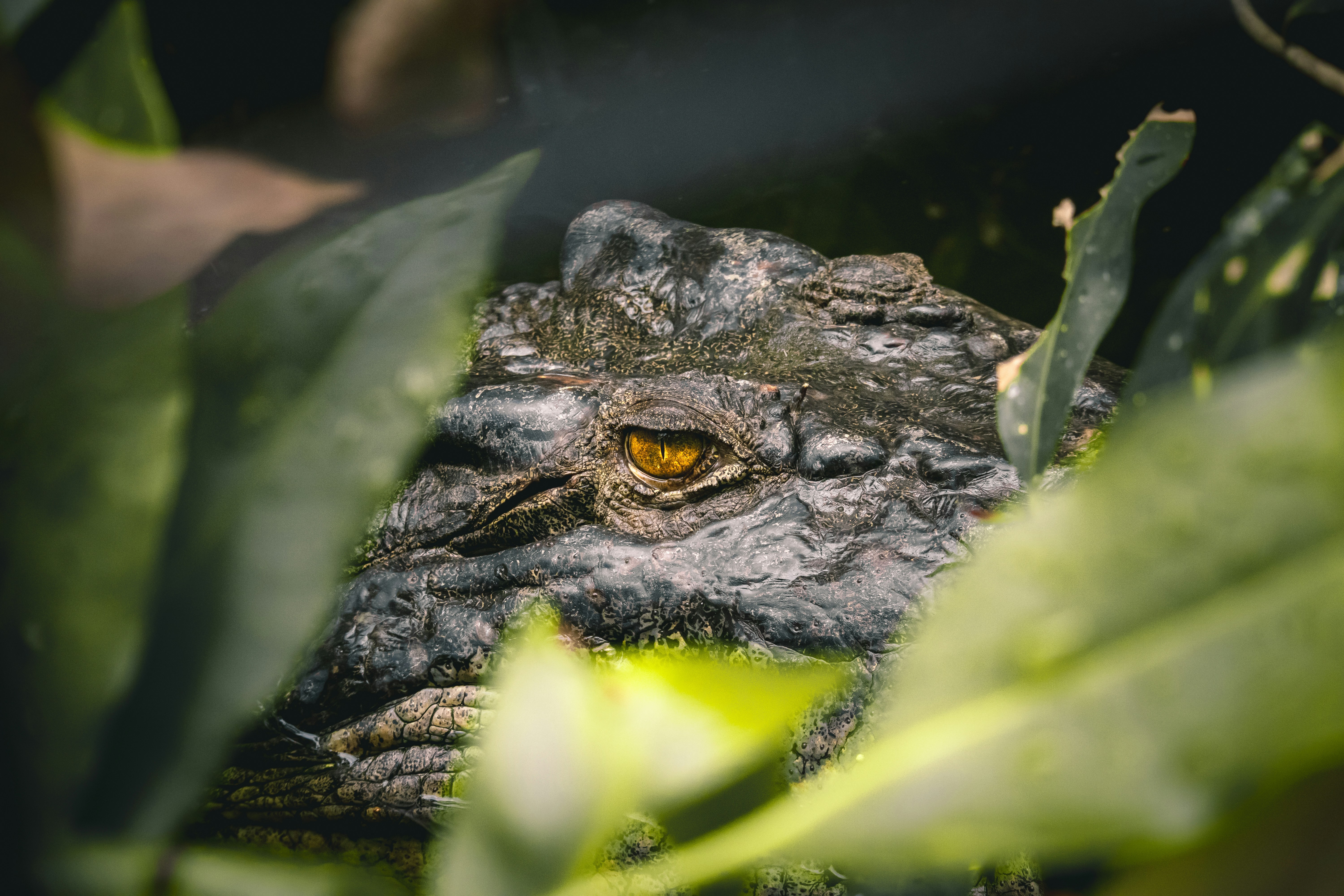 Hidden Gaze: Crocodile Eye Peering Through Jungle Greens