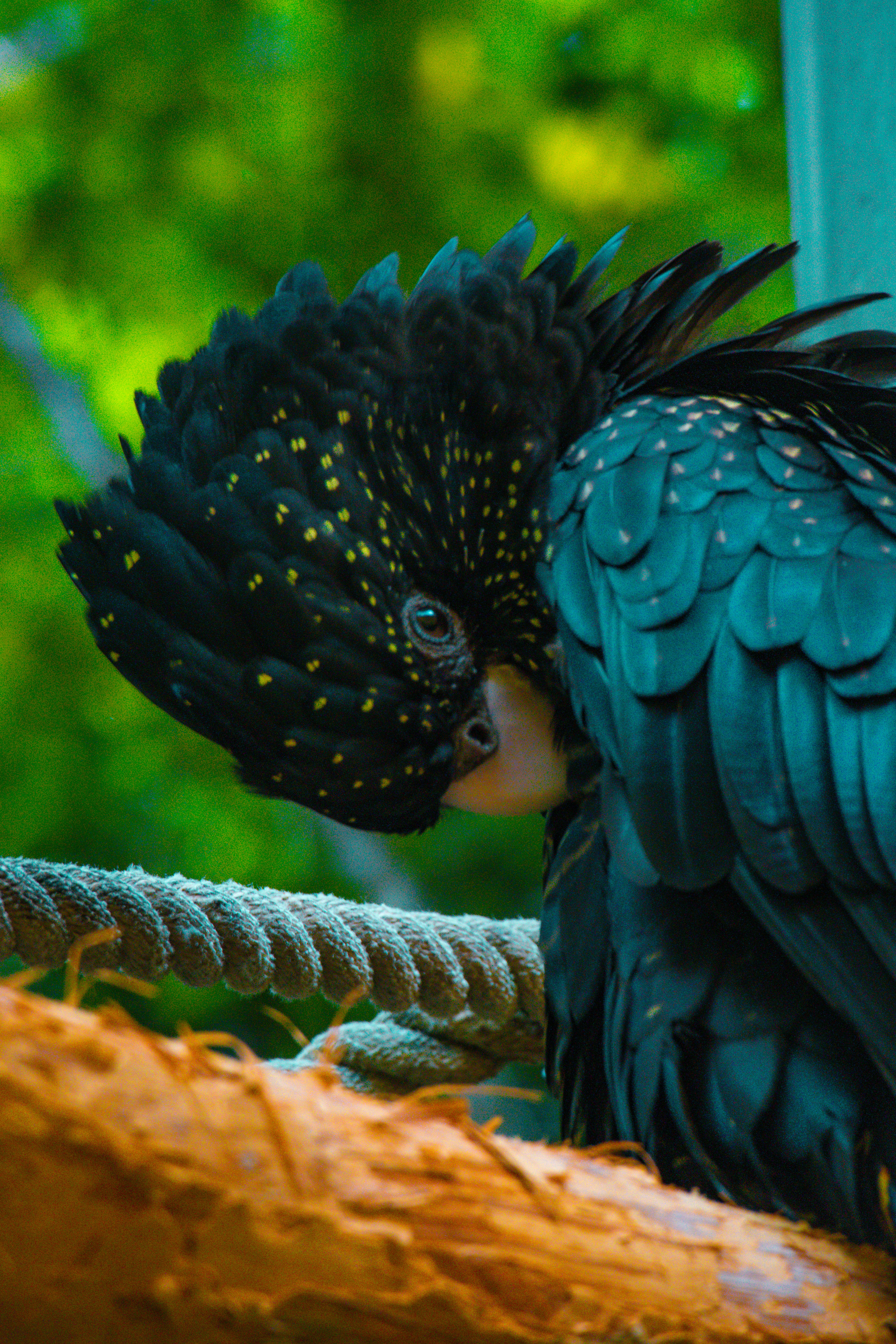 Black Plumage in Focus: A Night-Feathered Moment on a Rope Bridge
