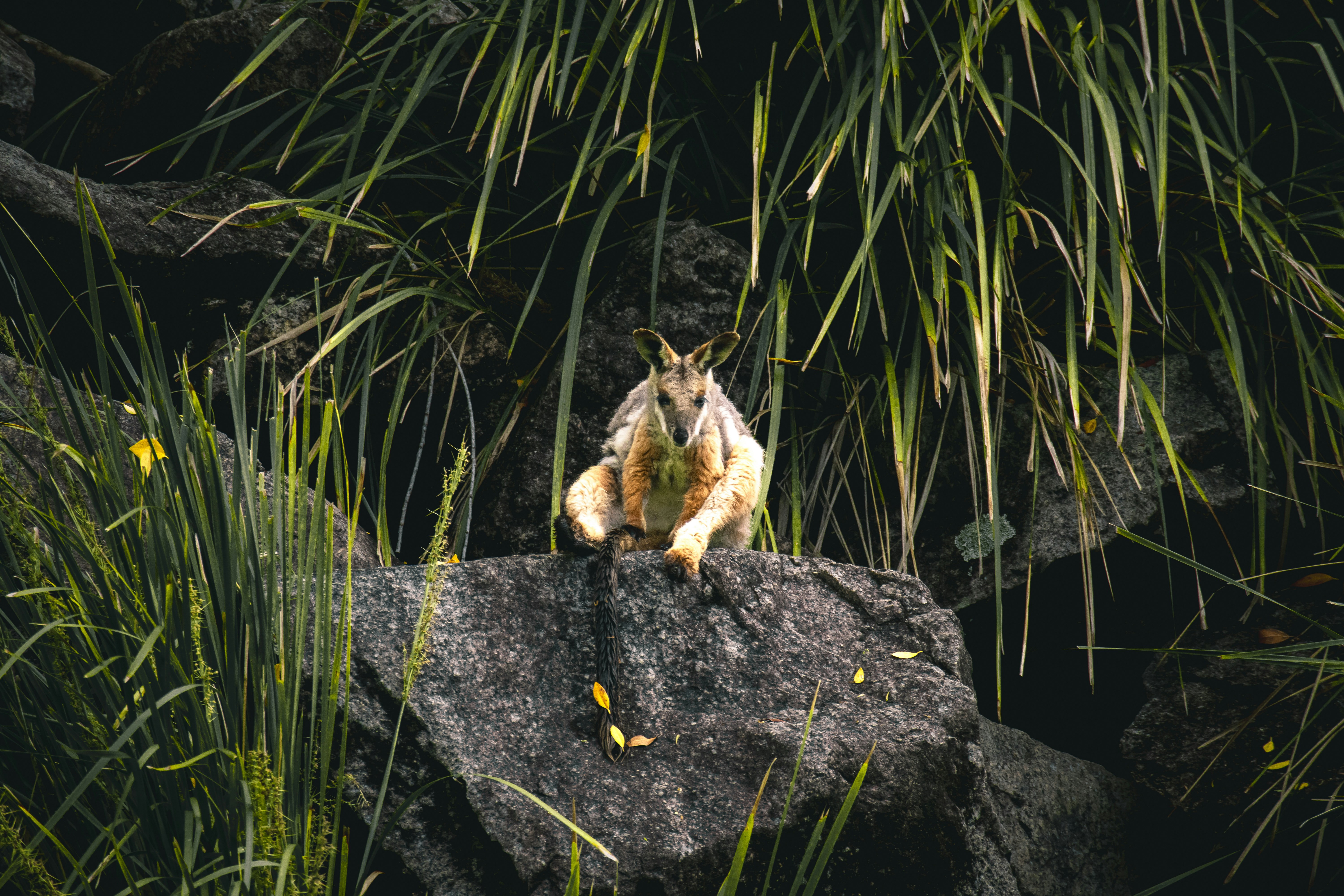 Lone Fox Posed on a Rock Niche Amid Tropical Foliage