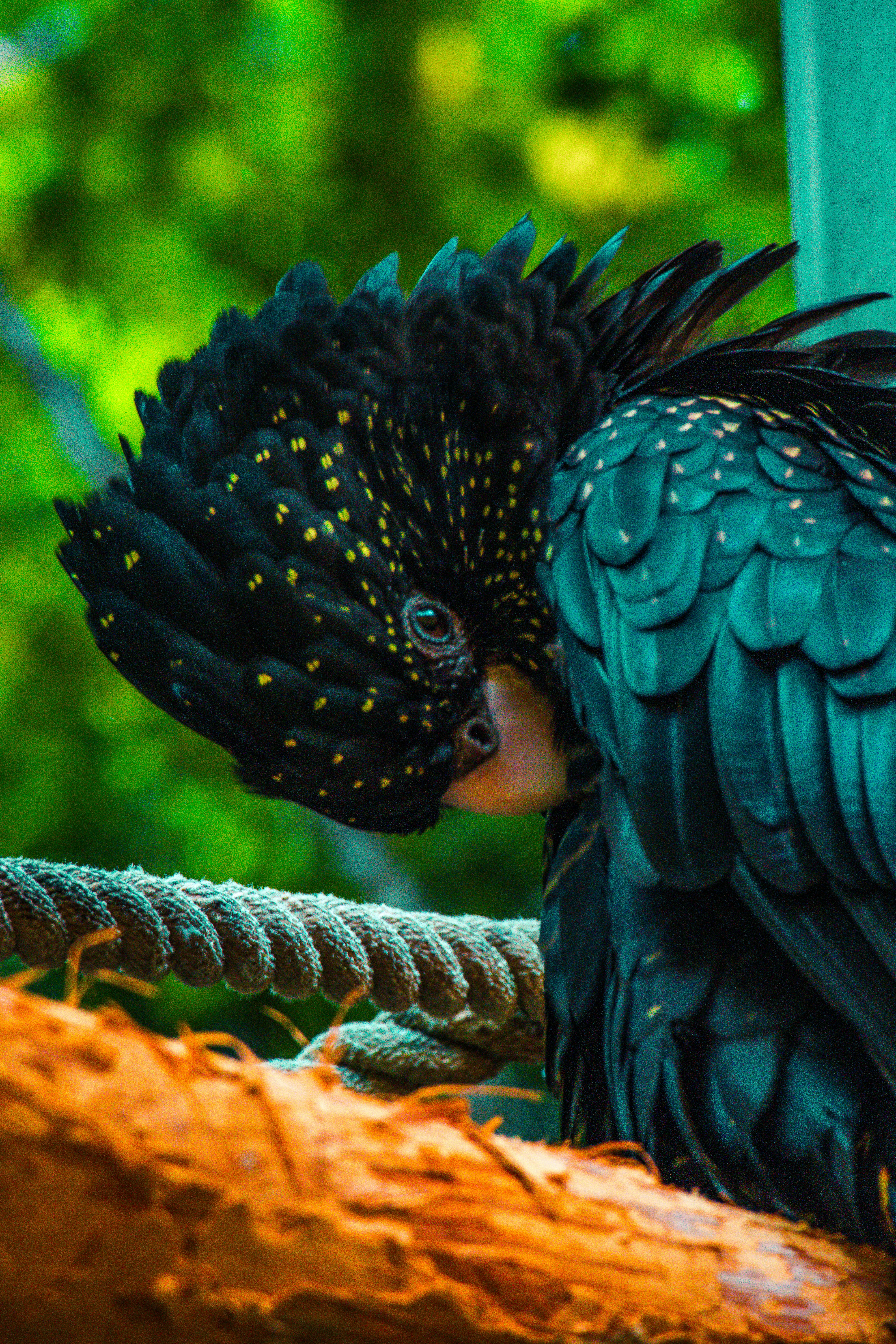 Emerald Plume: close-up of a curled-feathered parrot in green sanctuary