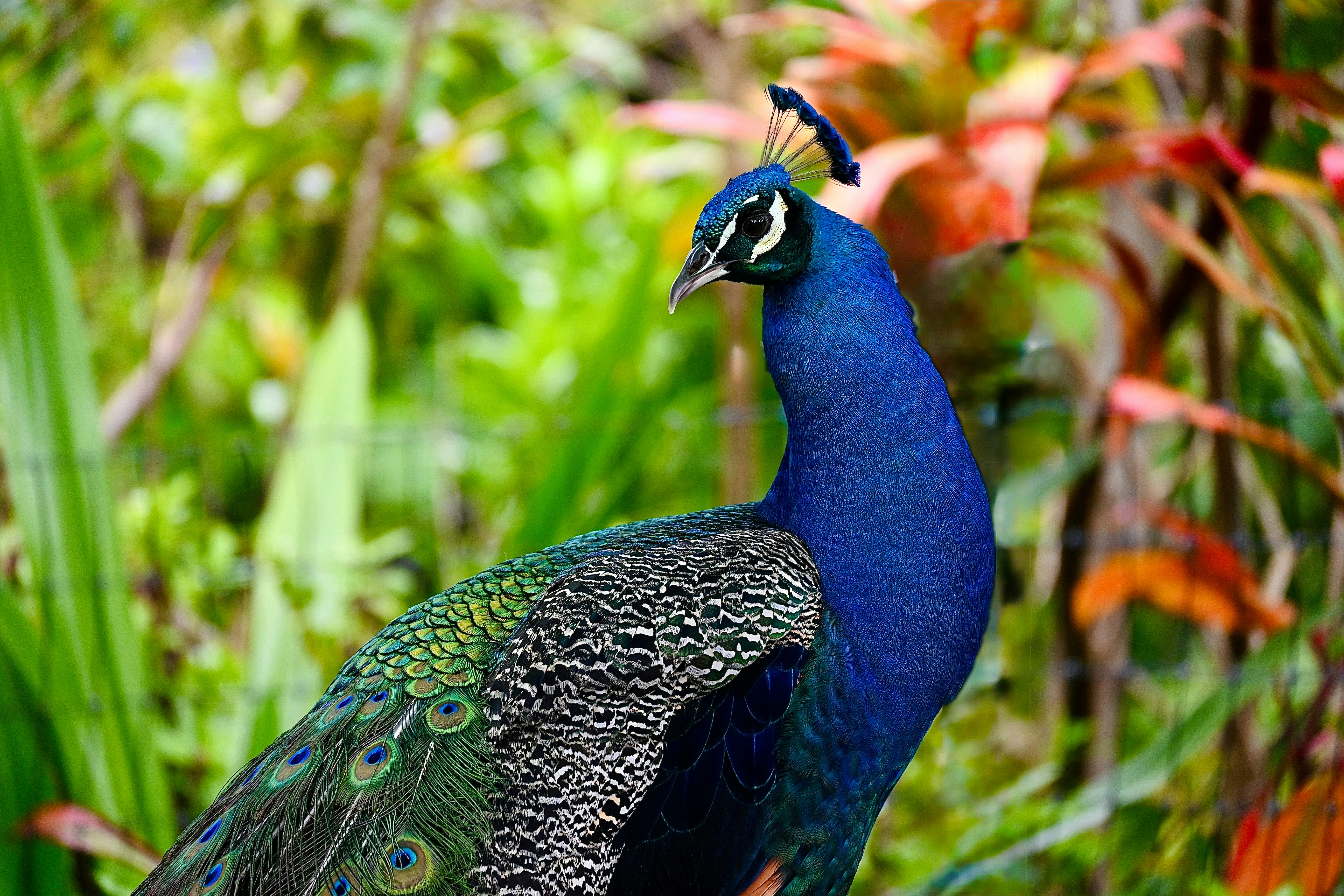 Regal Crest: A peacock poised amid lush garden greens