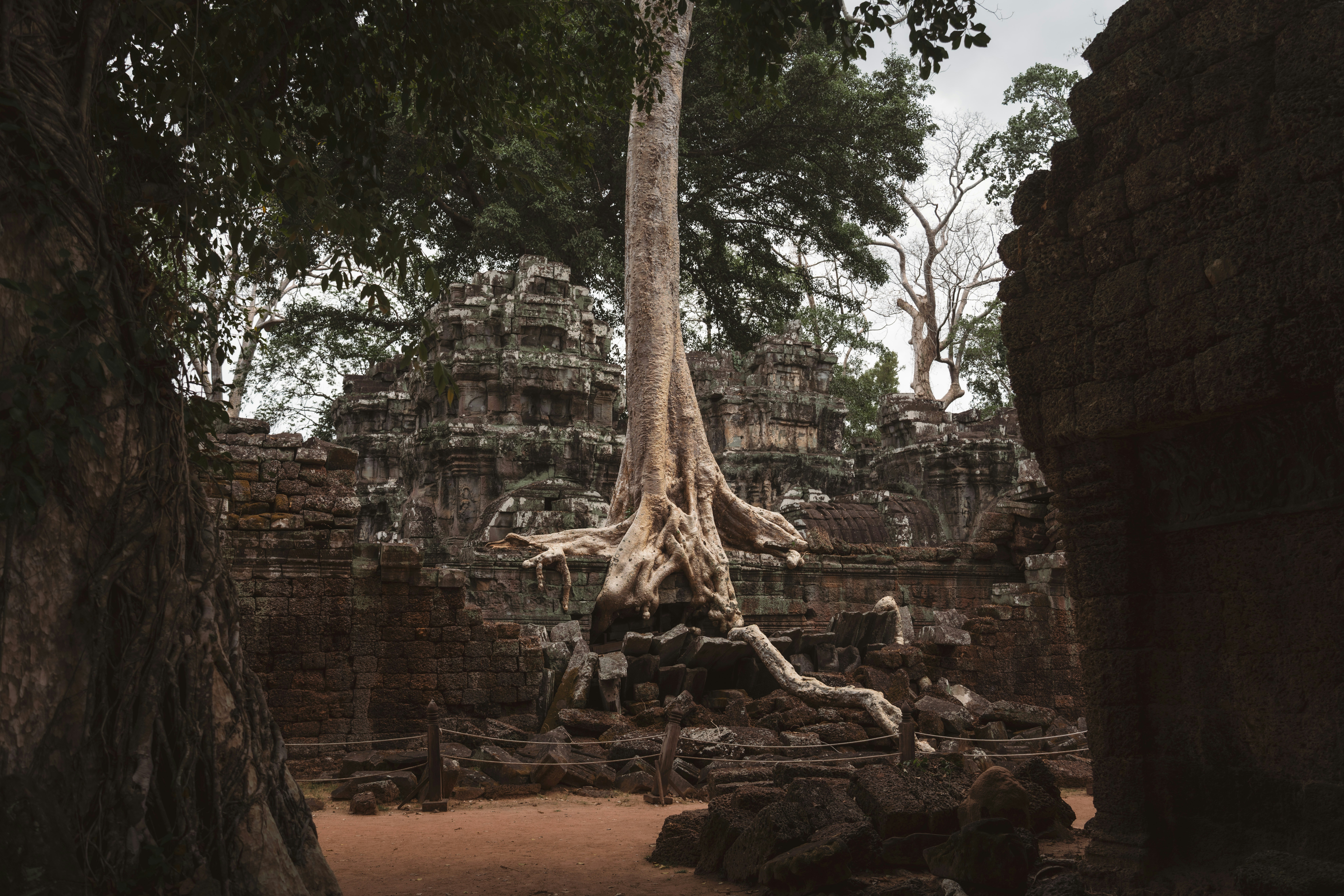 Rooted Giants: An Ancient Temple Framed by a Timbered Trunk