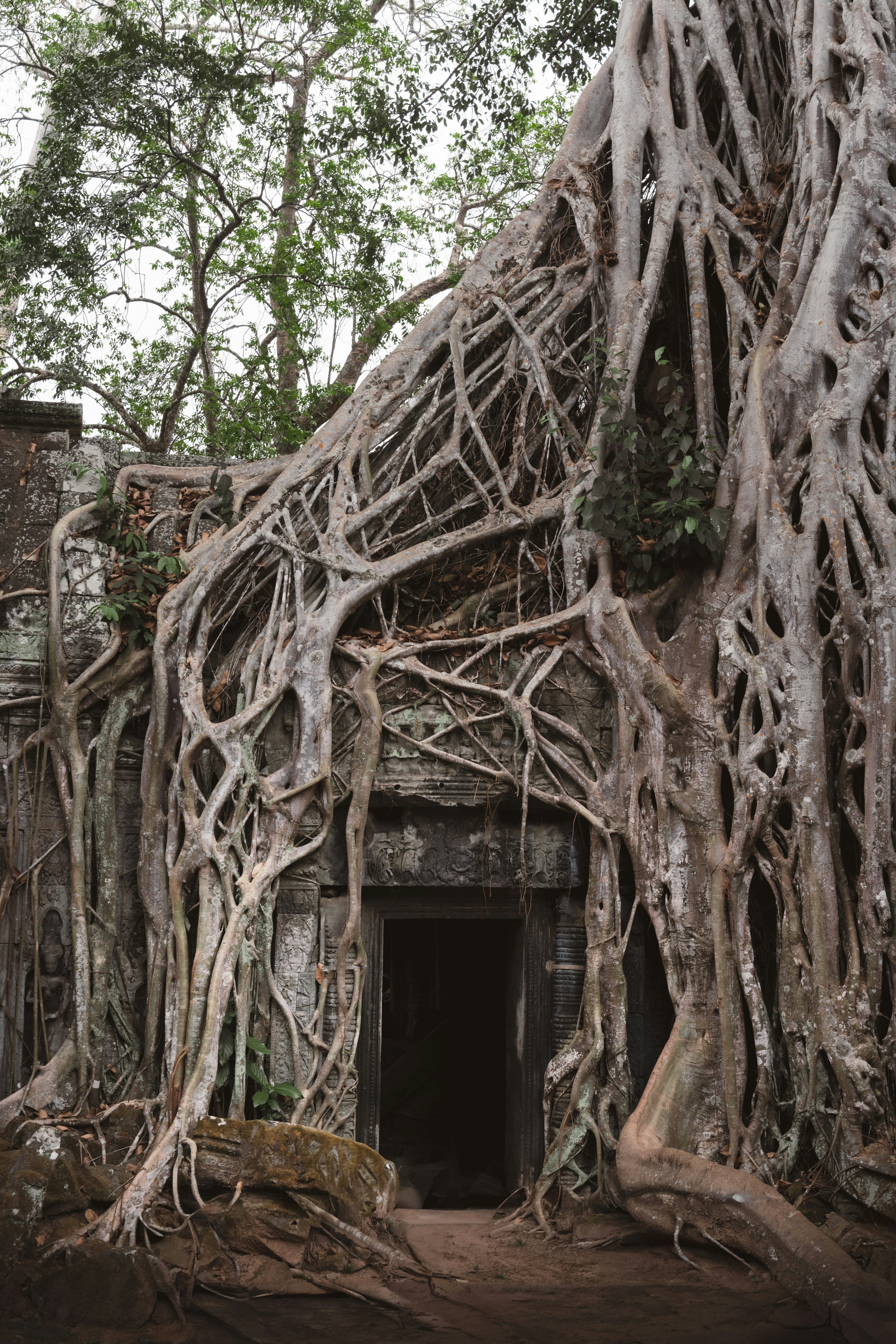 The Weave of Roots Over an Ancient Gate