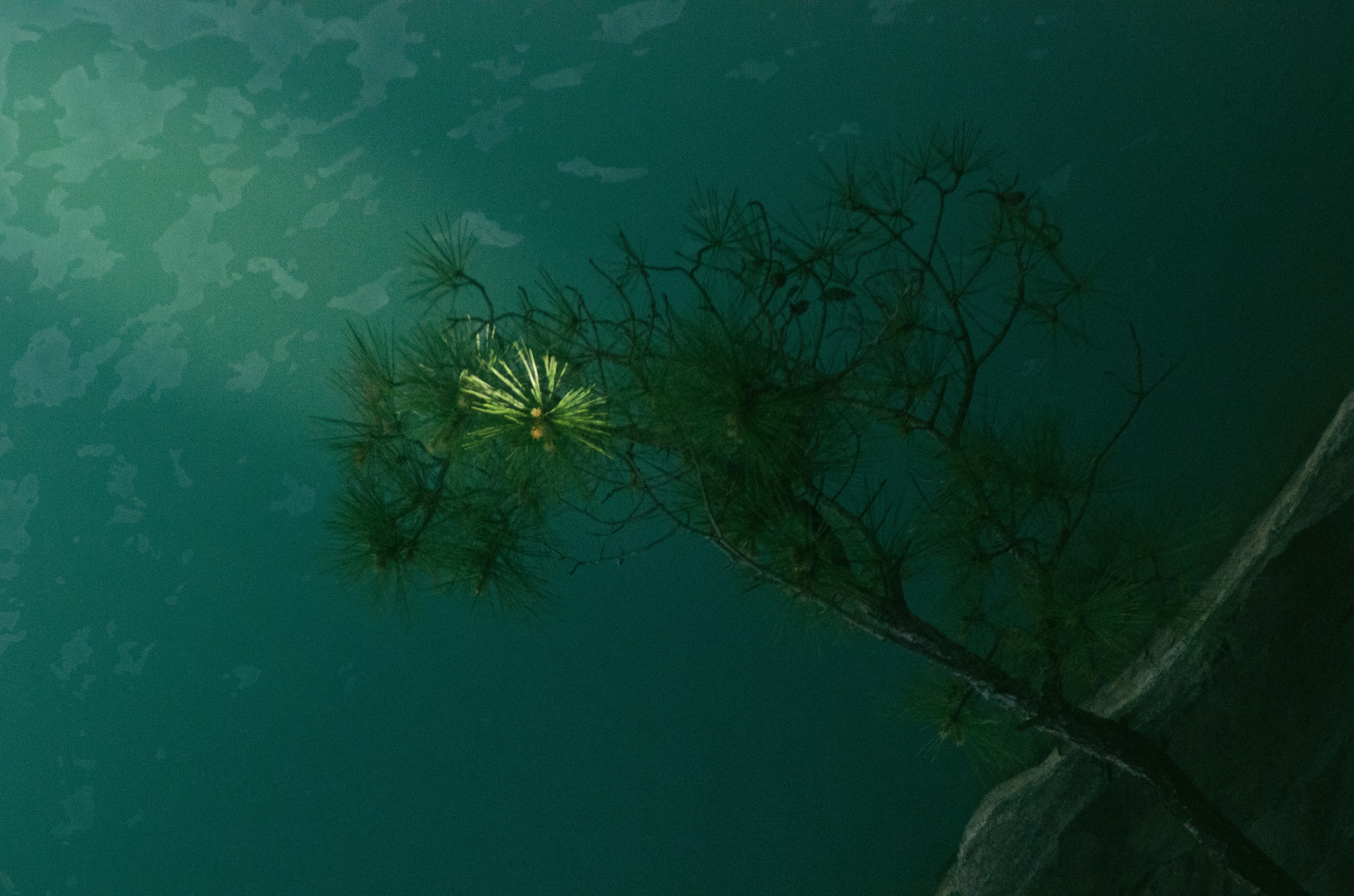 Underwater Dandelion: A Fragile Branch Drifts in Deep Turquoise