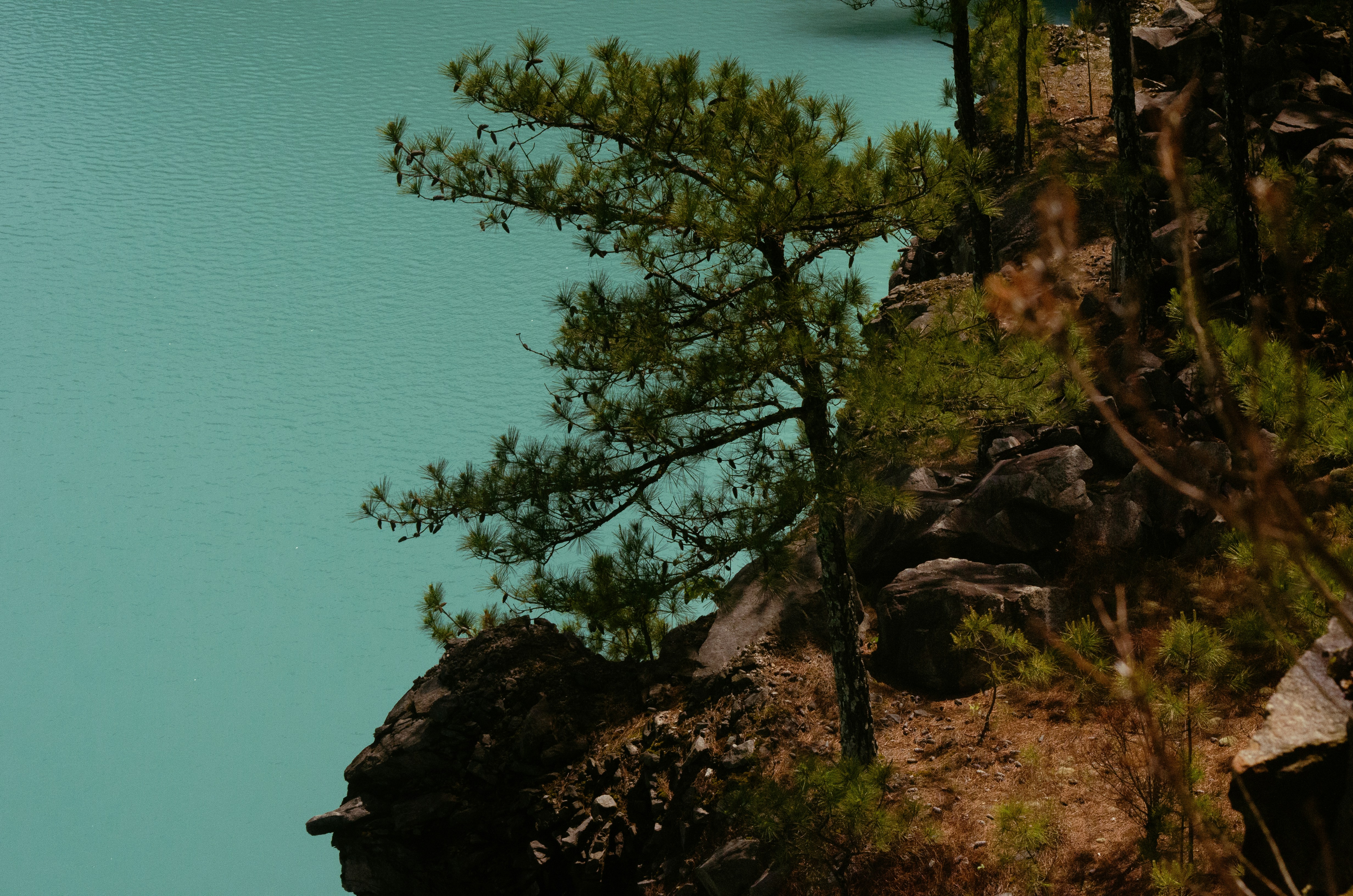 Edge of turquoise cliff: windswept pine against a cliffside