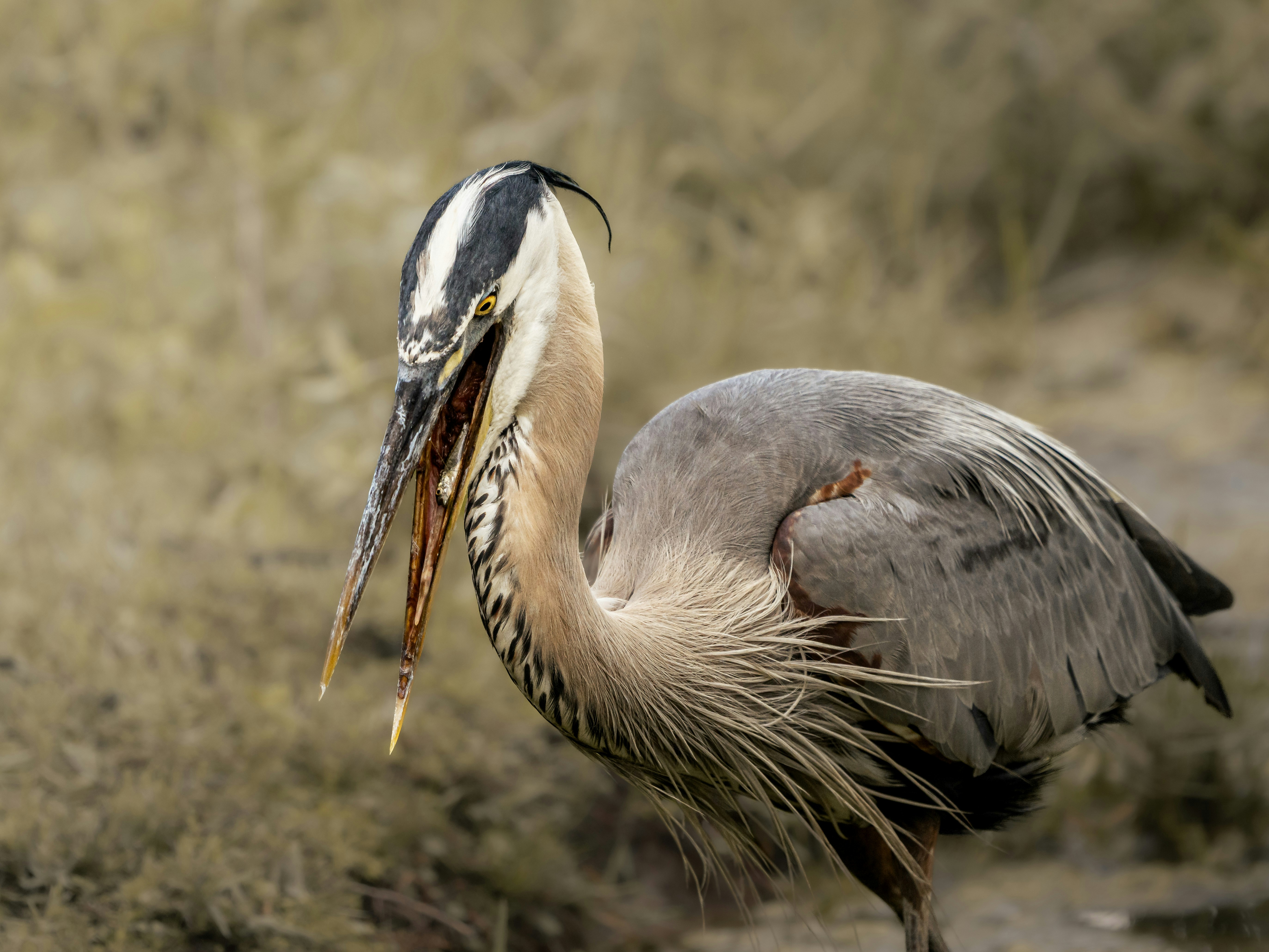 Focused Heron Masked in Wetland Silence