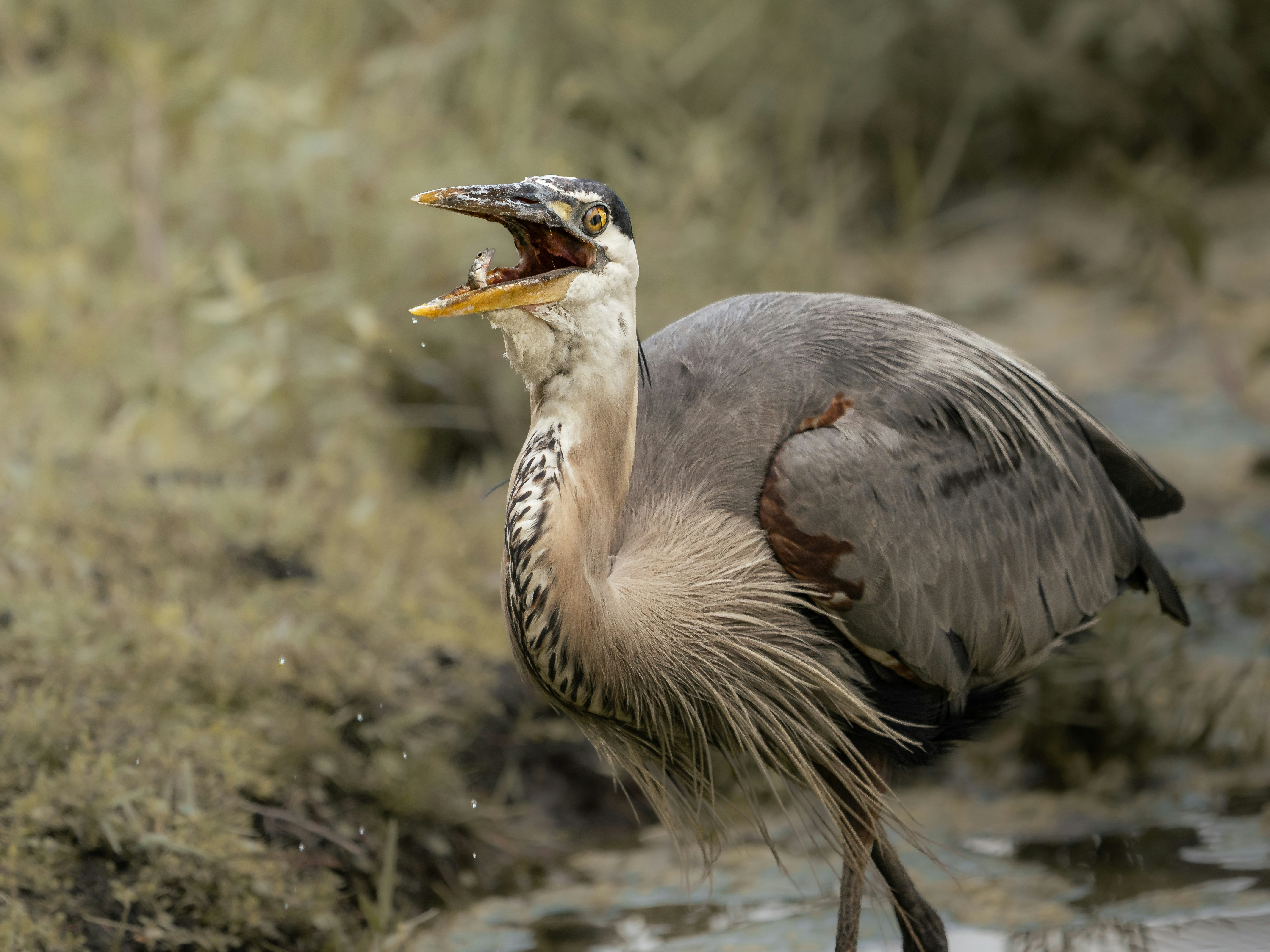 Heron in mid-screech, beak agape over shallow water