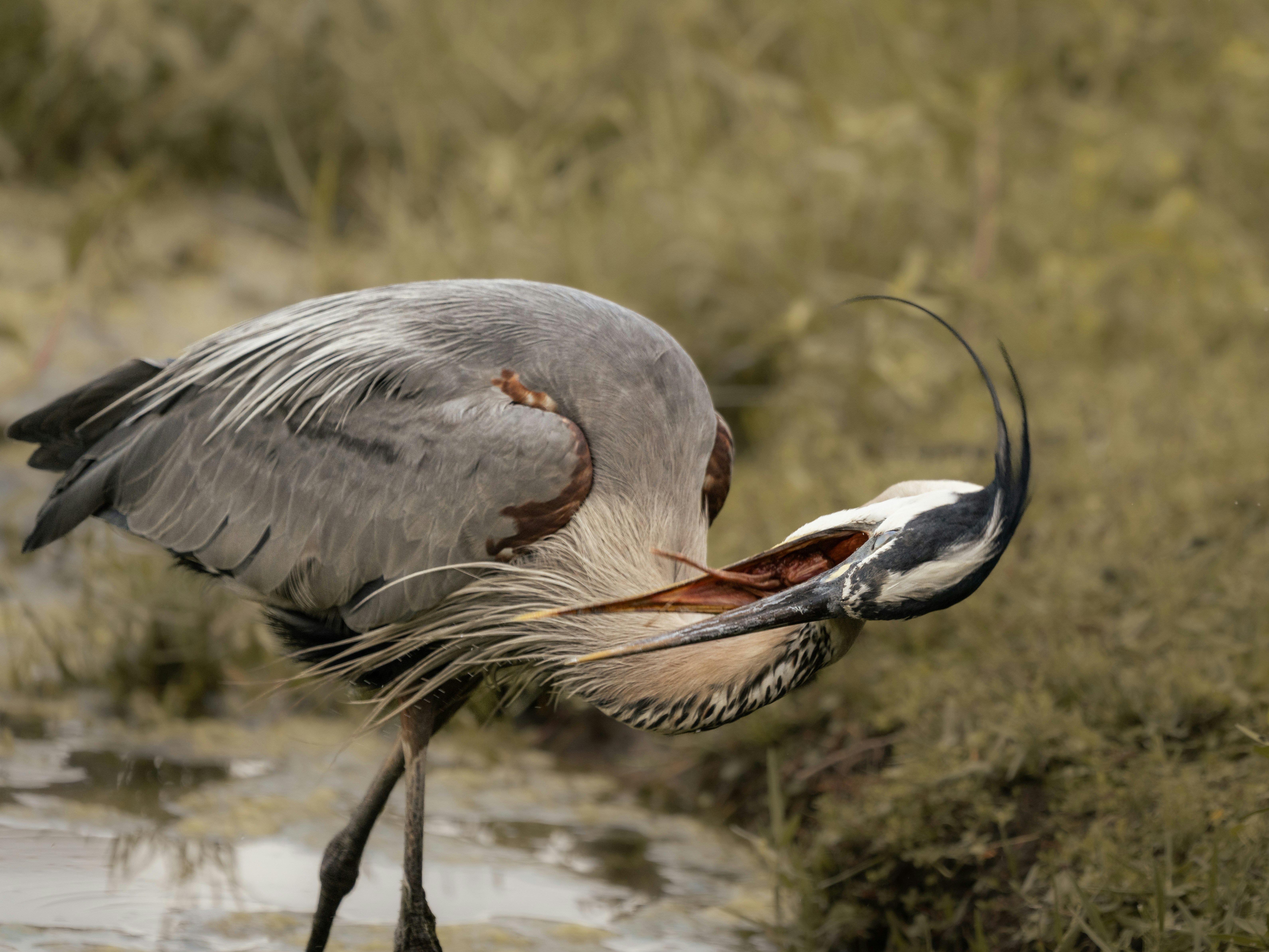 Curved Elegance: a Sad Dniček Crane in a Wetland Moment