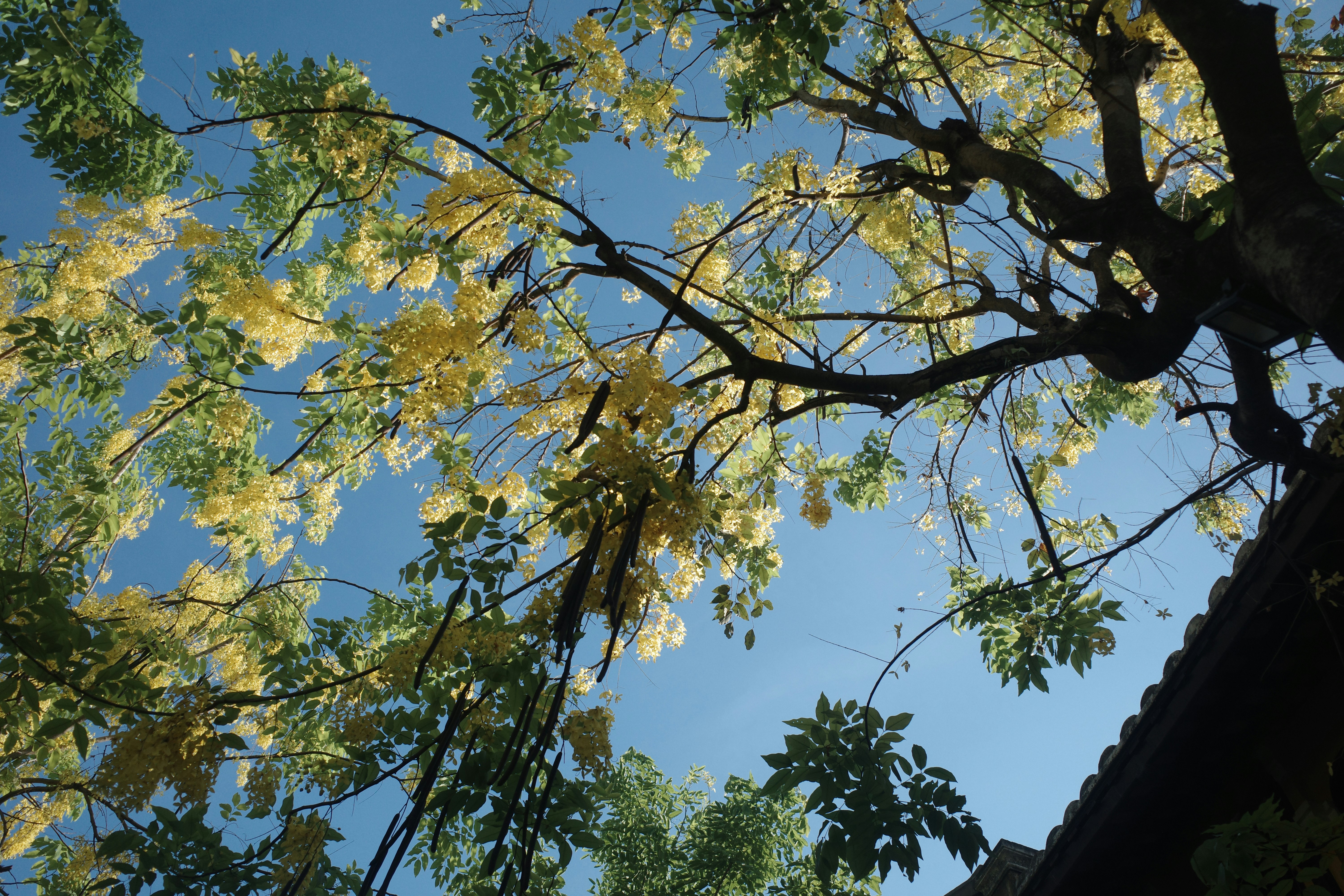 Branches Reaching Toward a Clear Sky
