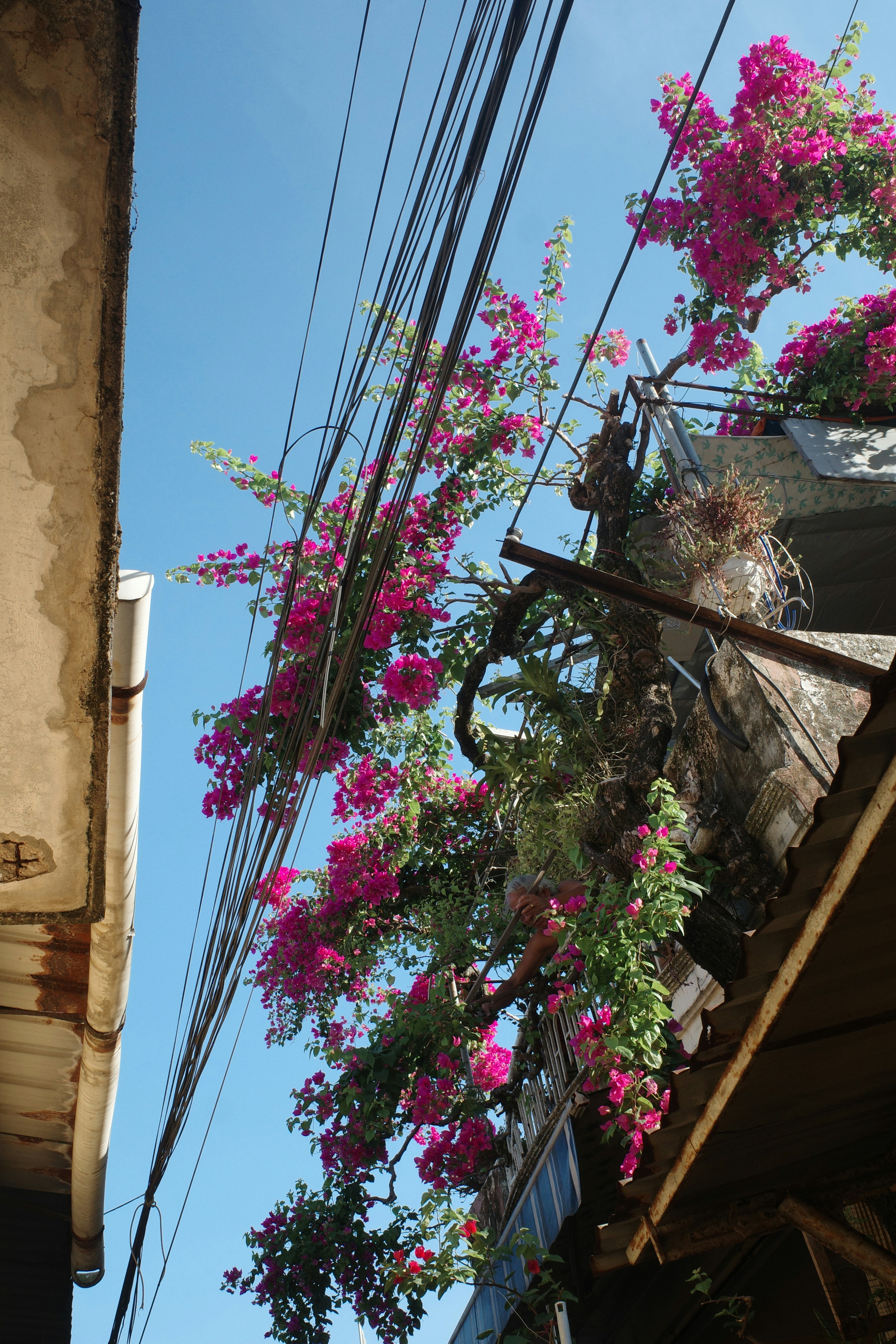 Bougainvillea Threads Across a Narrow Alleyway Under Power Lines