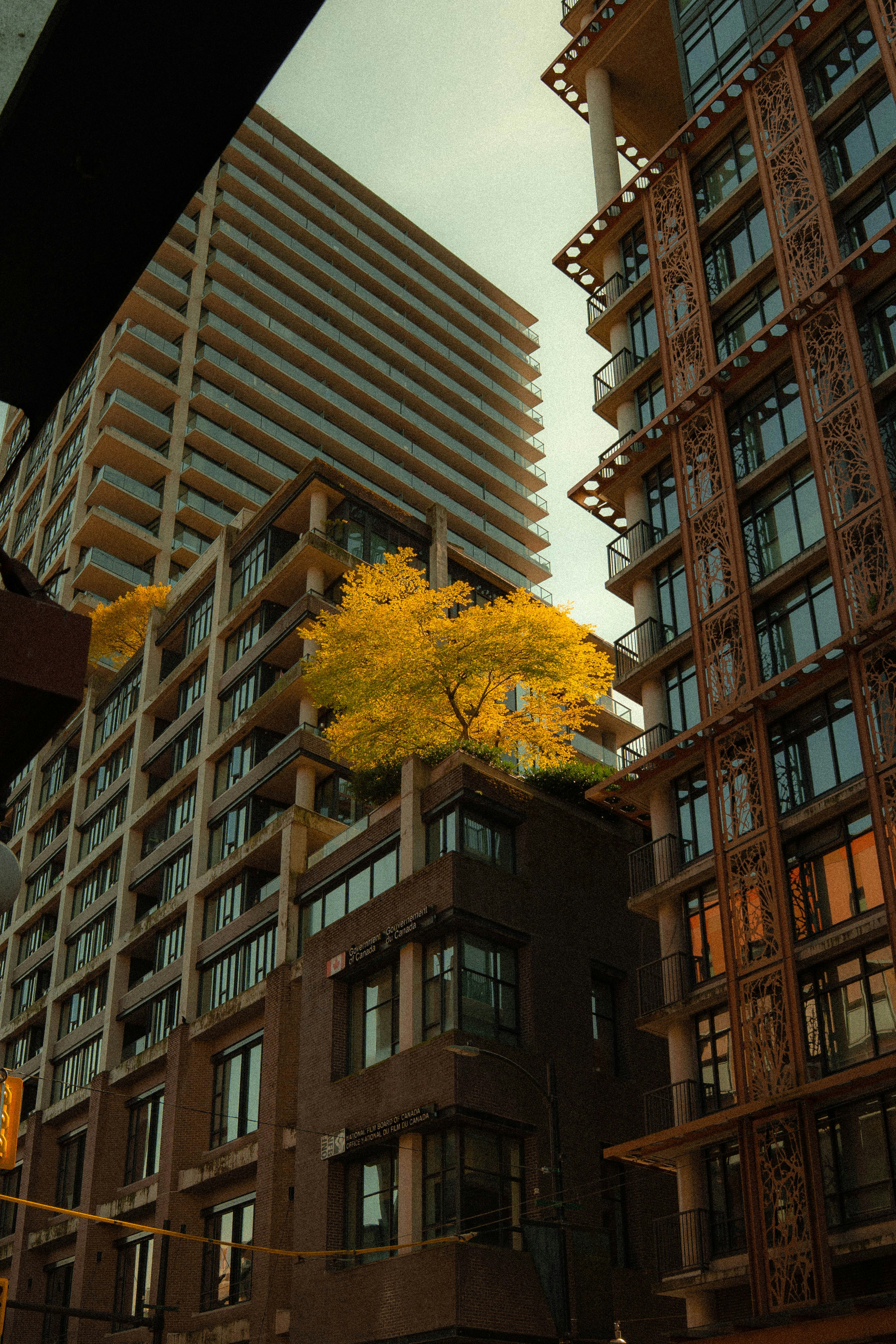Sunlit Tree Crown Between Concrete Giants