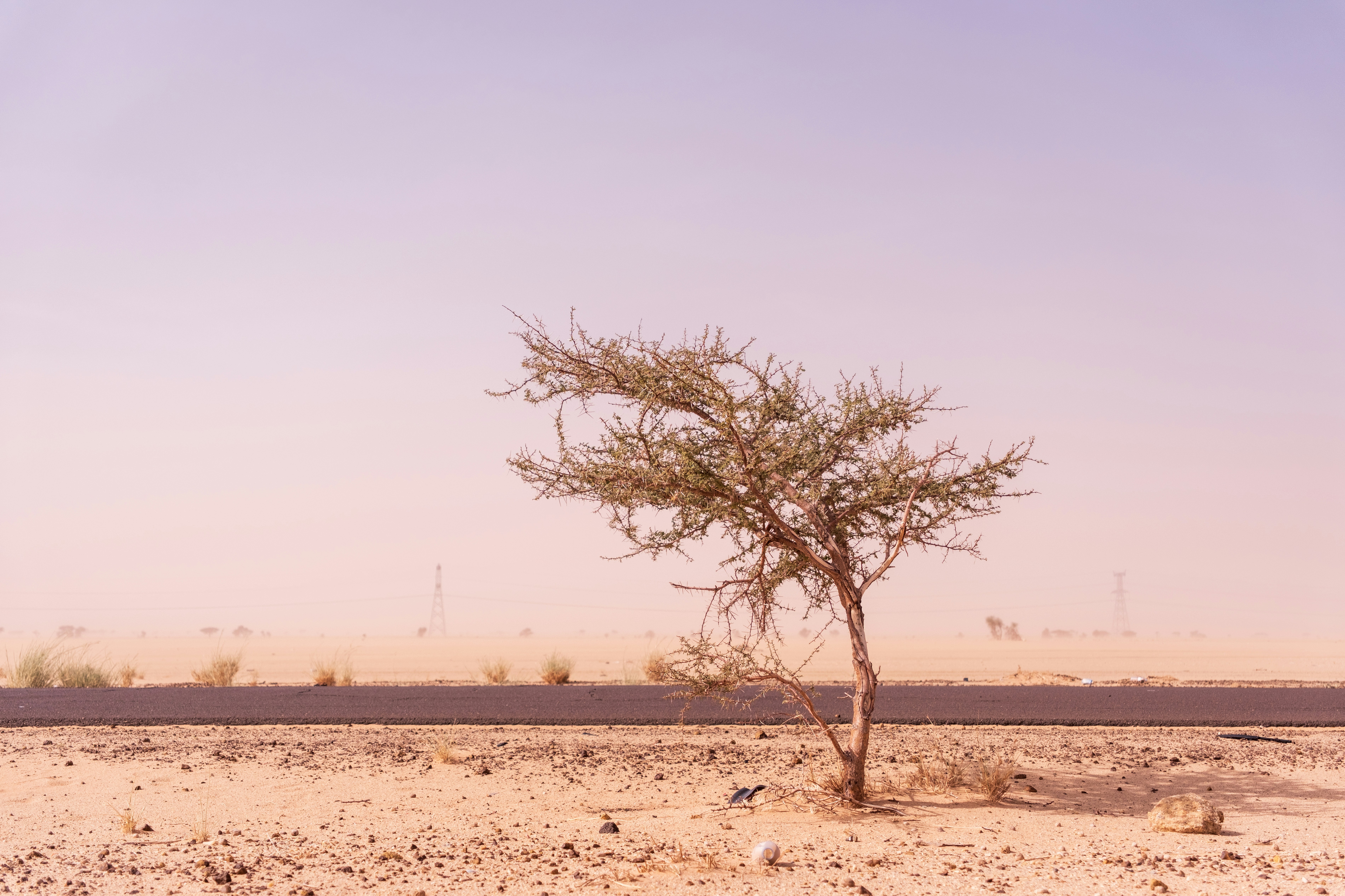 Desert Lone Tree Against a Pink Horizon
