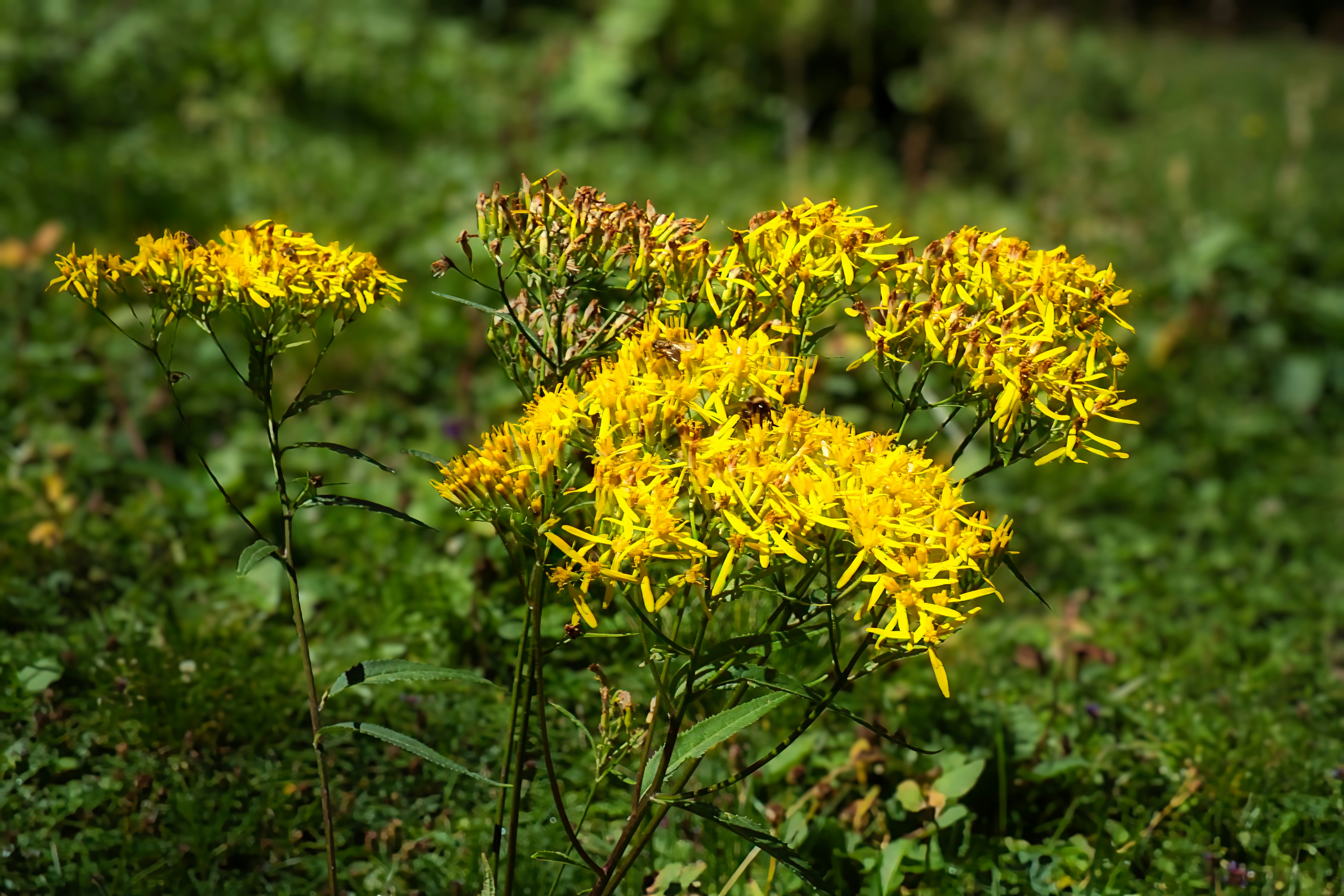 Yellow Umbrella-like Bunches: A Burst of Garden Glow