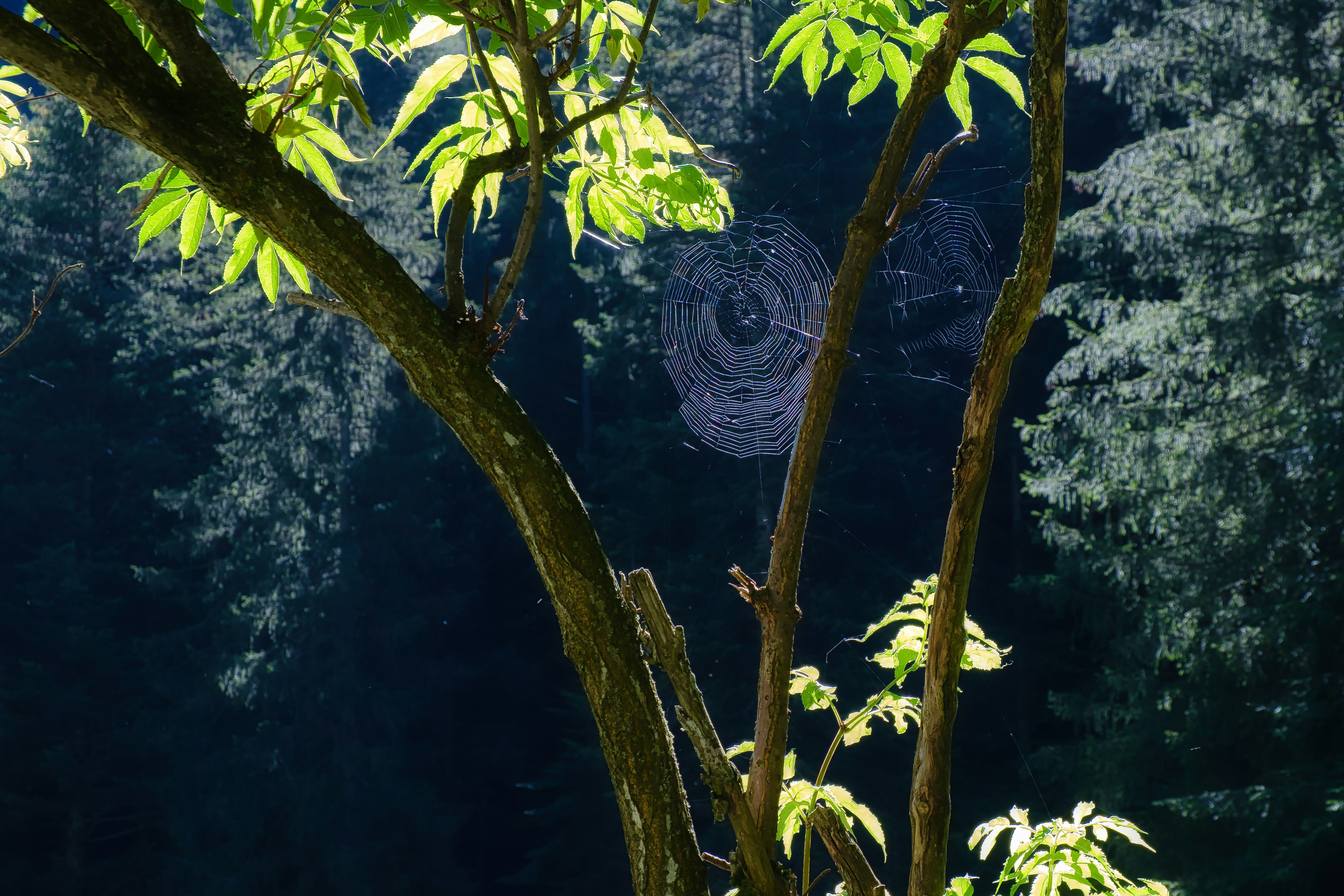 Spiderweb Spotlight: Sunlit Leaves and a Spiral Window