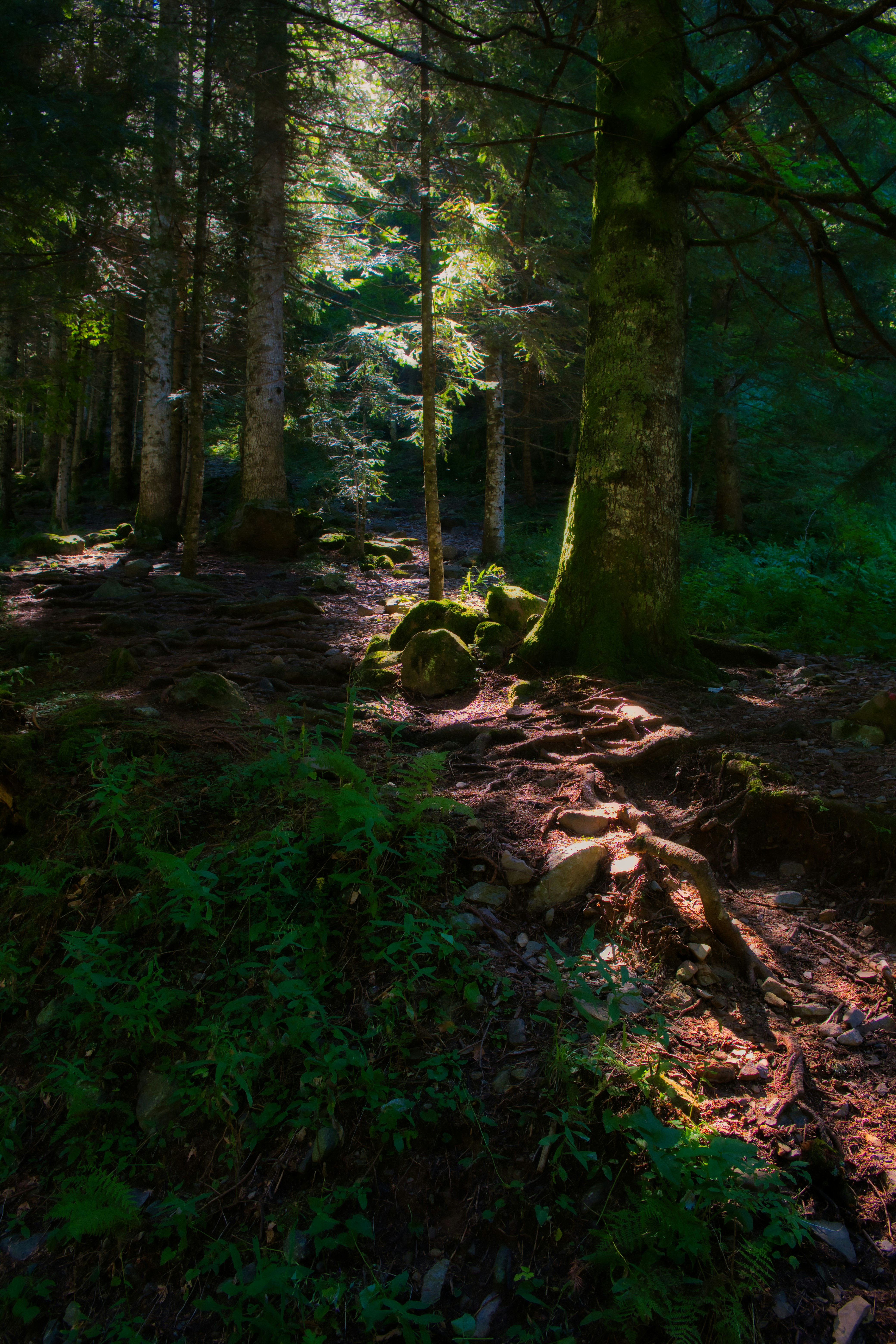 Sunlit understory in a moss-draped forest