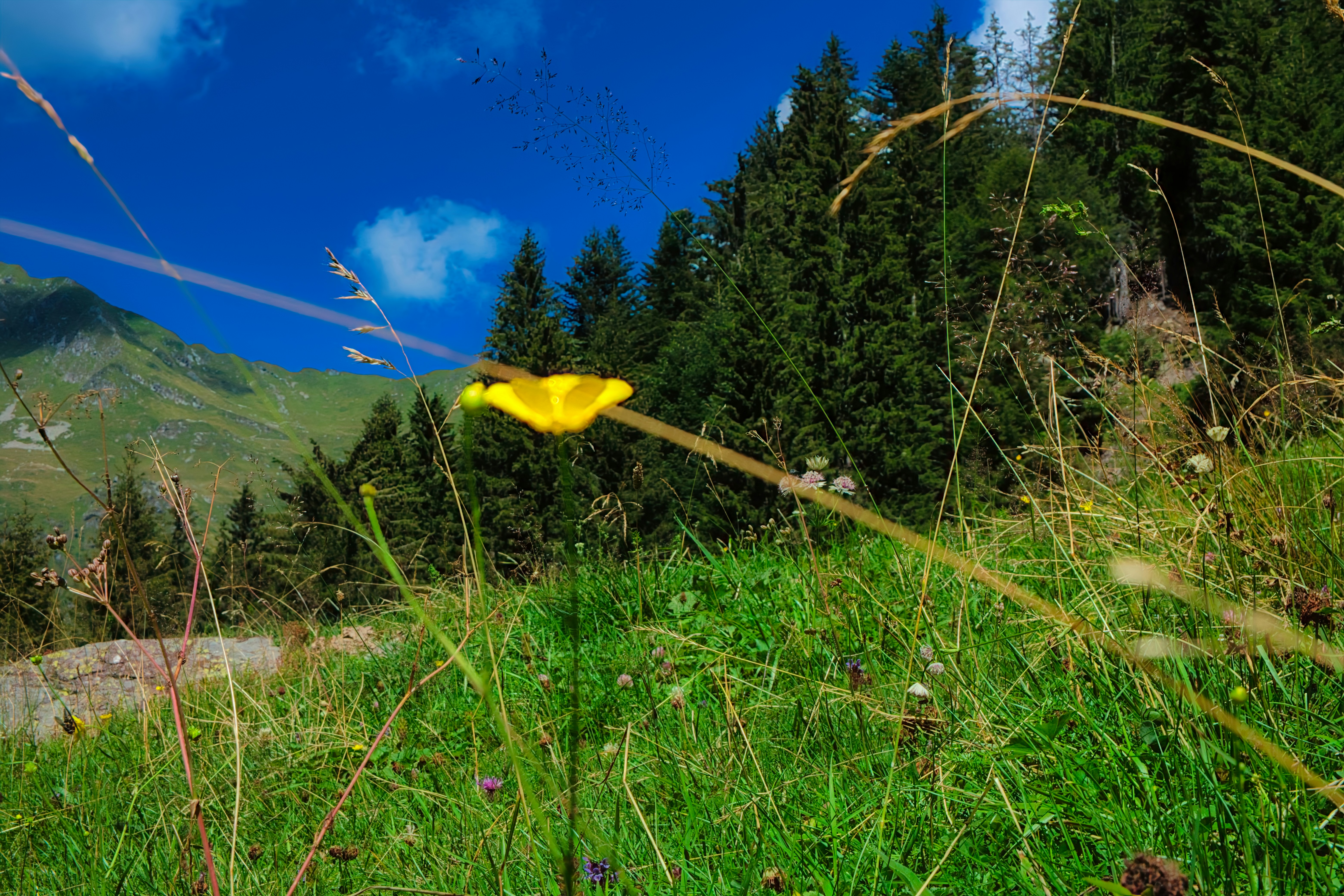 Golden Meadow in a Mountain Wash of Green