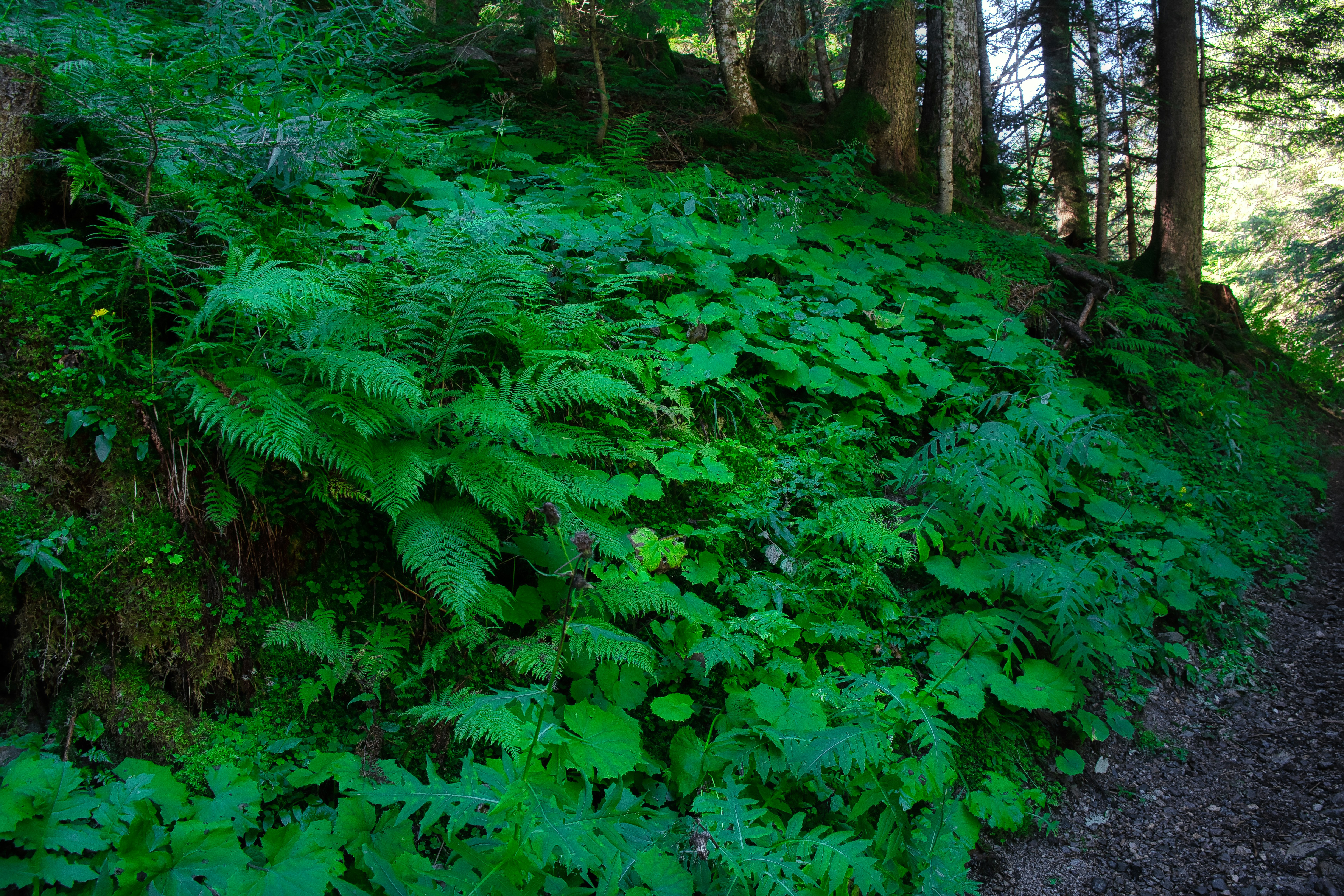Green Understory in Dappled Forest Light