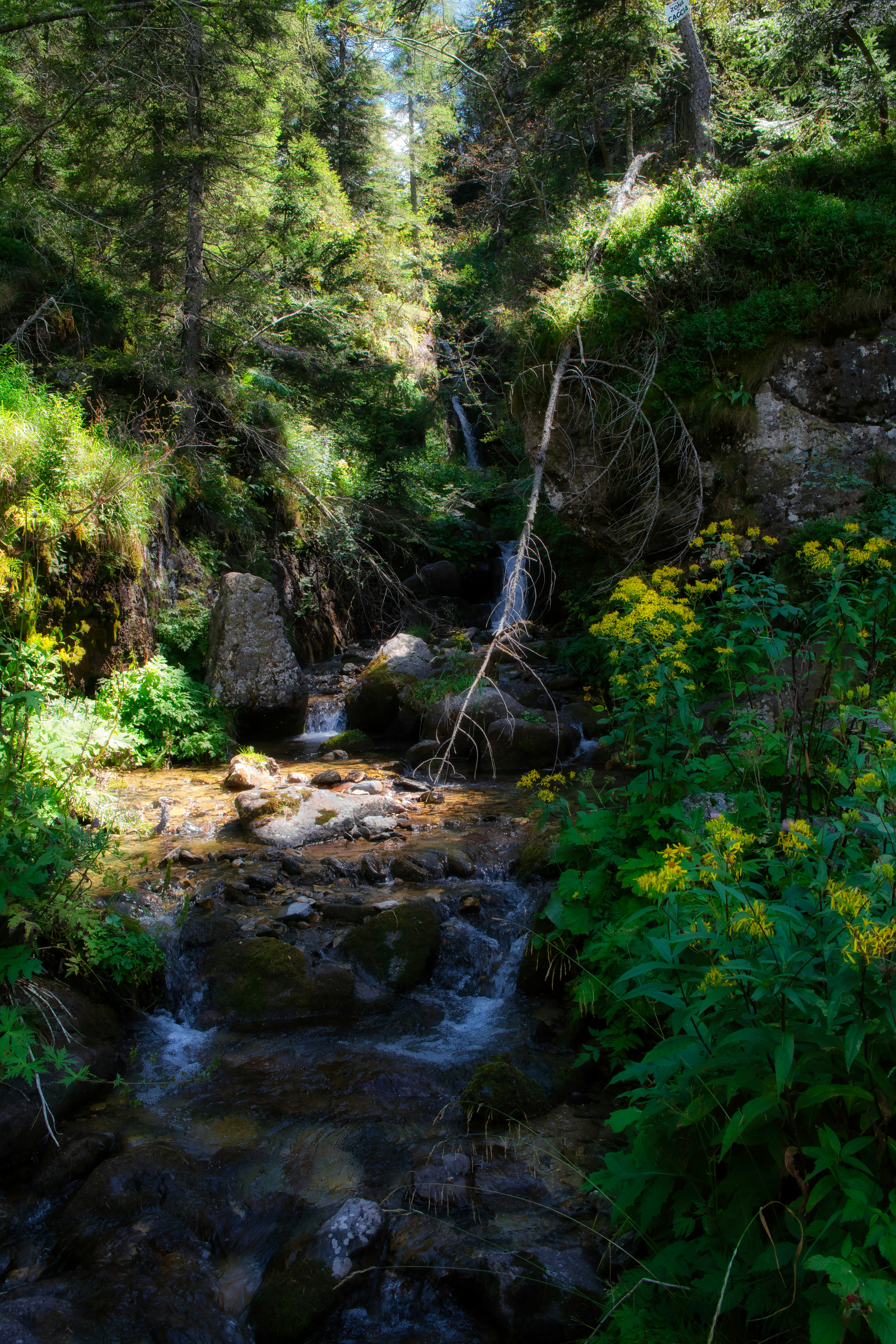 Whispering Creek Through the Green Corridor