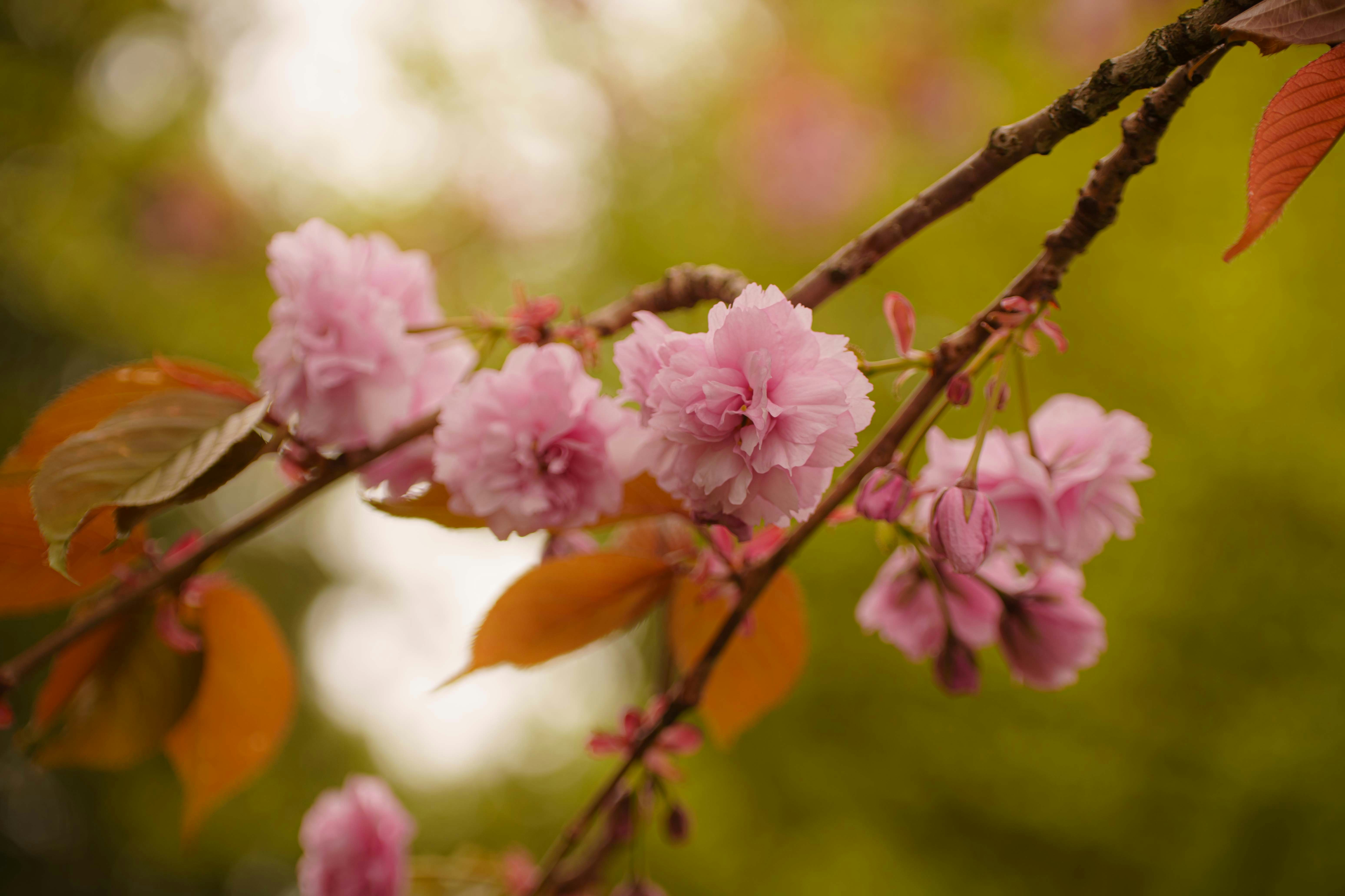 Petals in Soft Focus: Spring's Pink Bloom on a Branch
