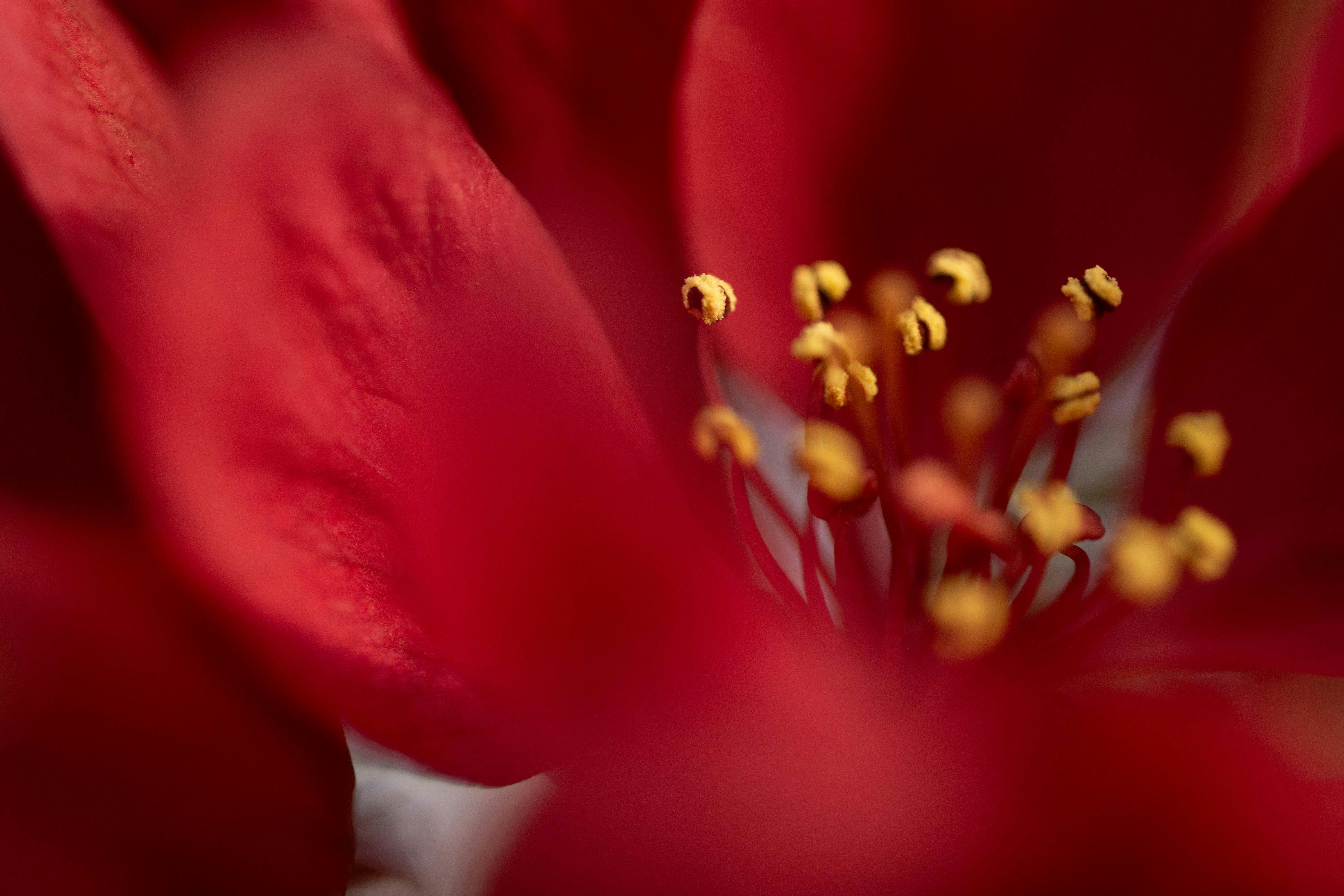 Hidden Center: Crimson Petals and Golden Anthers in Macro Blur