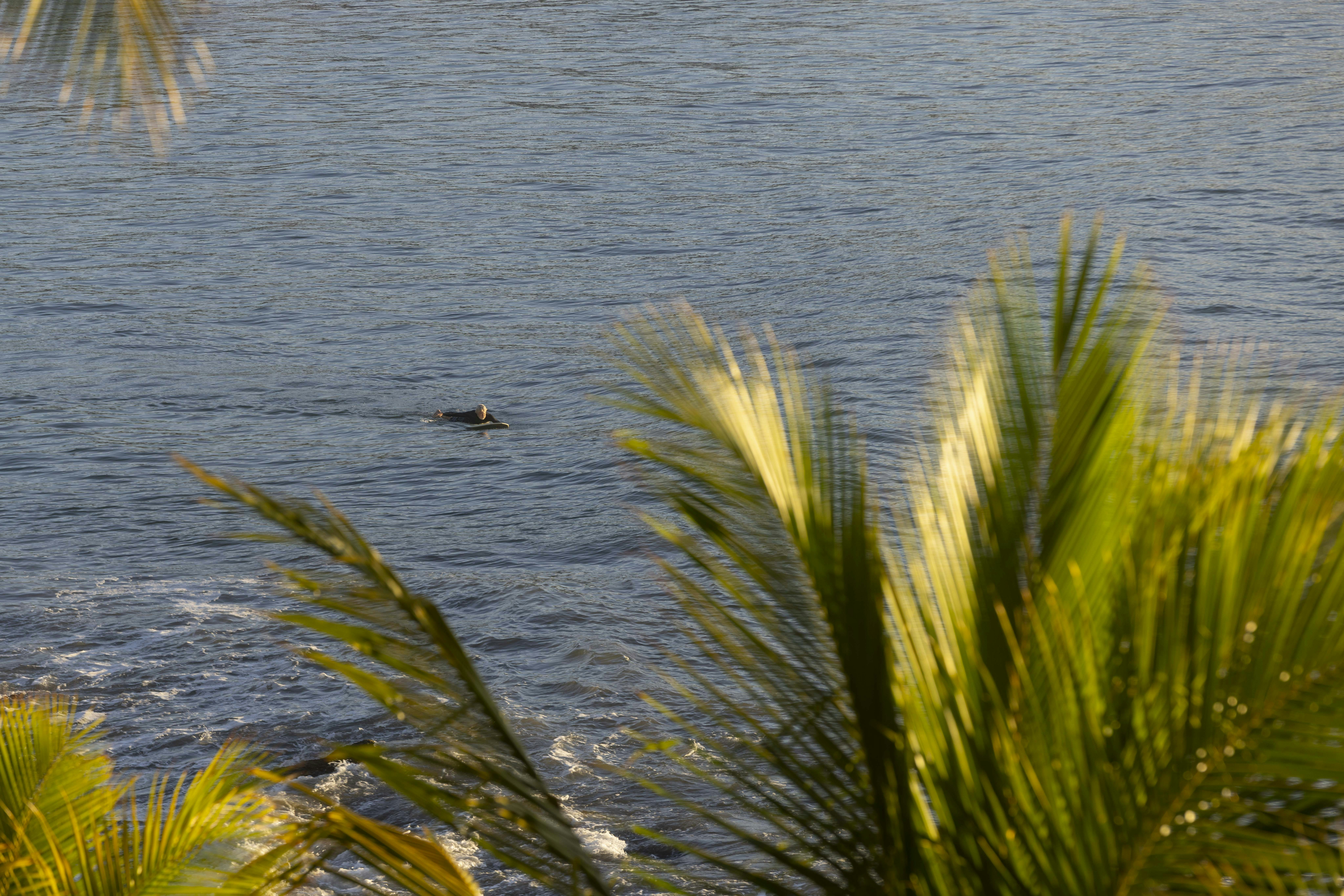 Sunlit Palm Fronds Framing a Quiet Ocean Wake