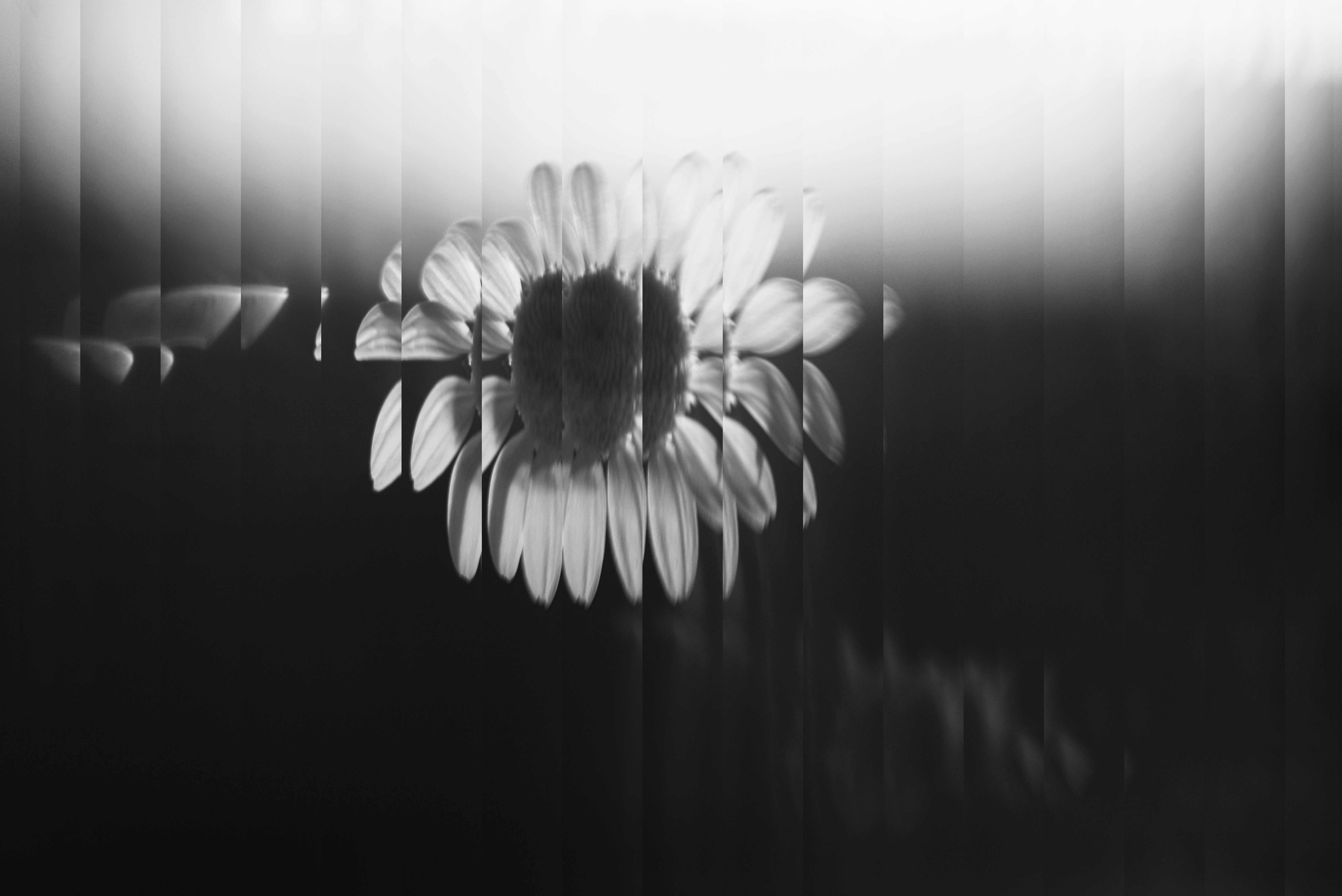 Monochrome Bloom Behind Iridescent Slats