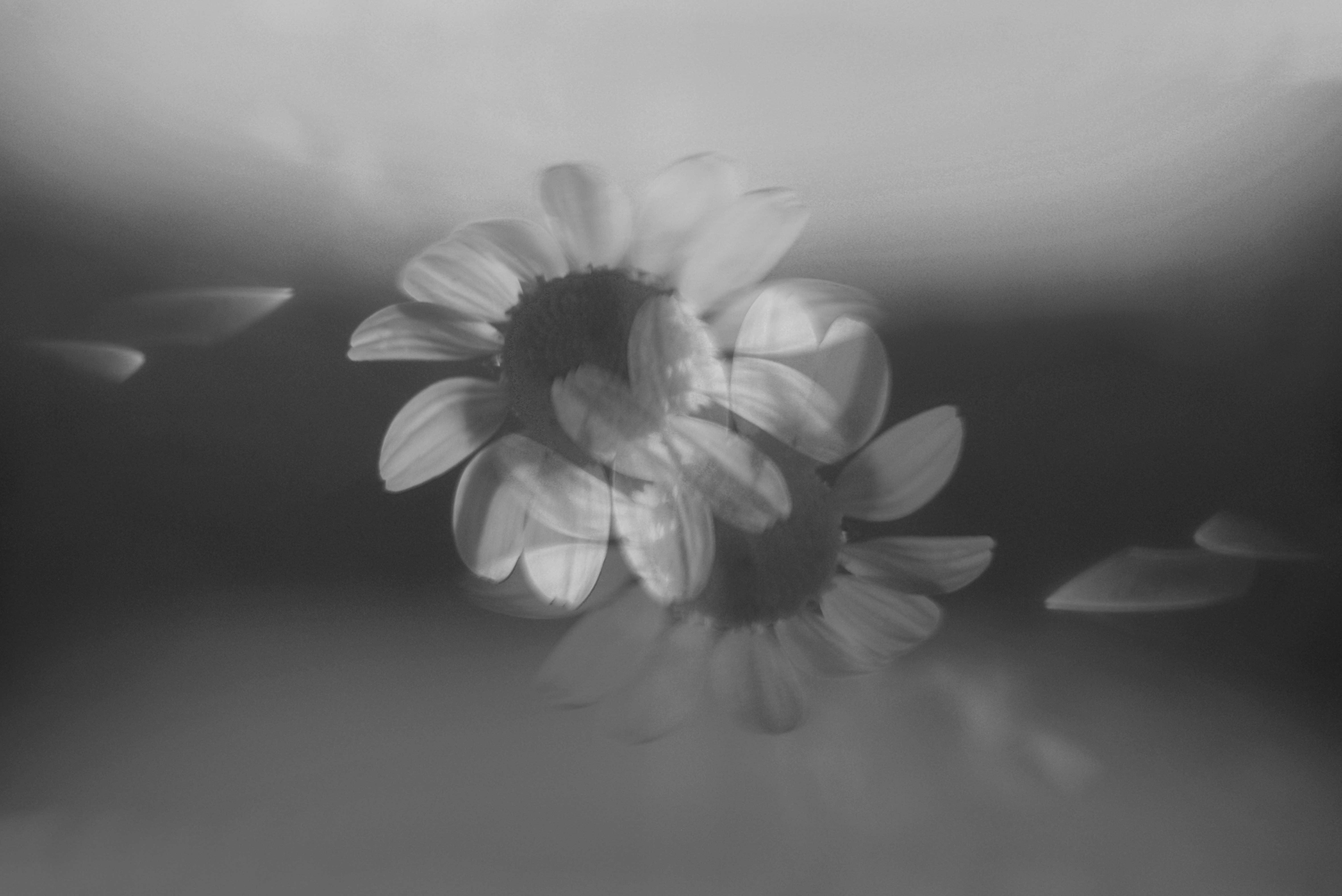 Soft Bloom Through a Misty Hue
