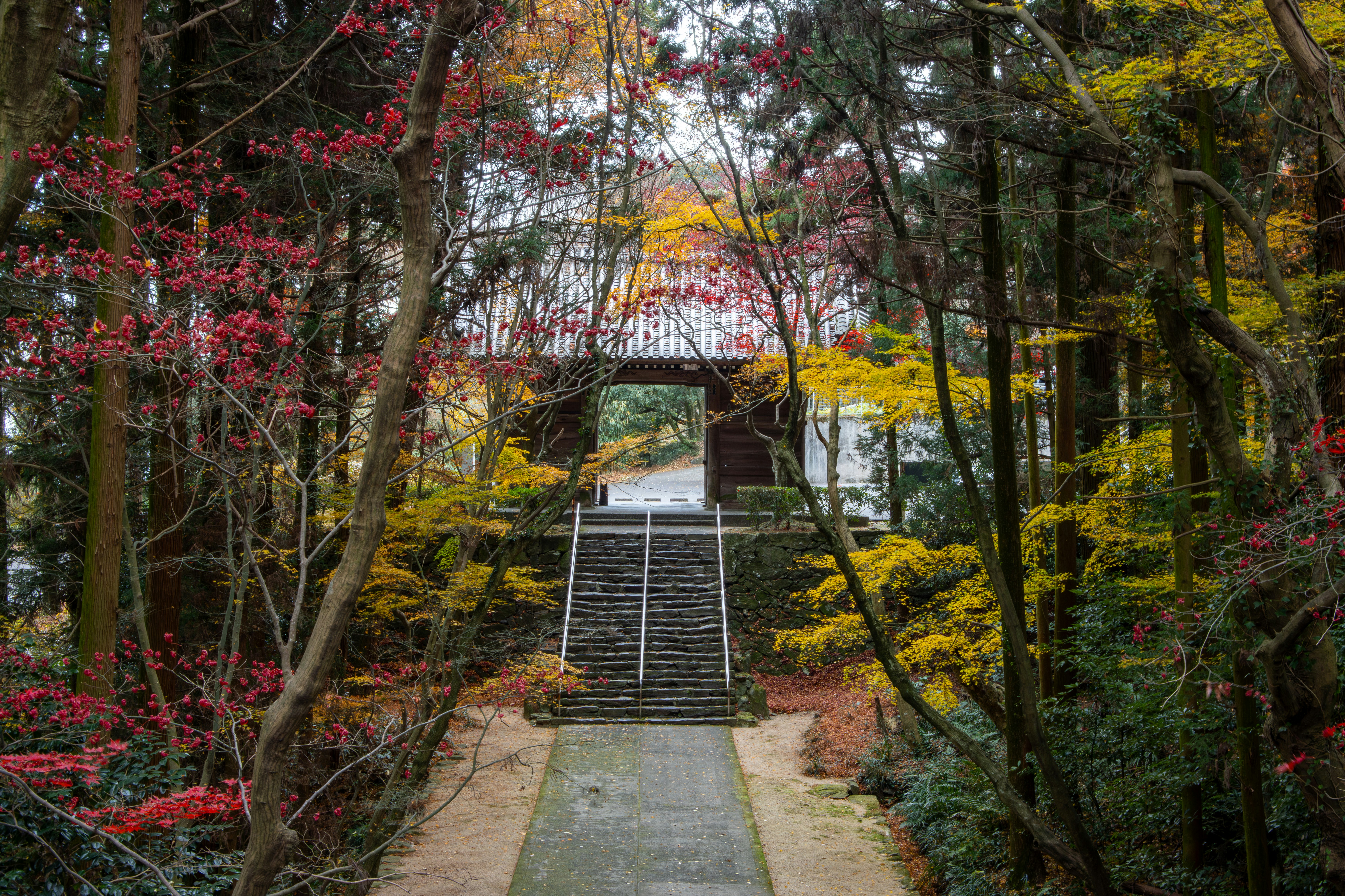 Autumn Pathway Framed by Colorful Canopy