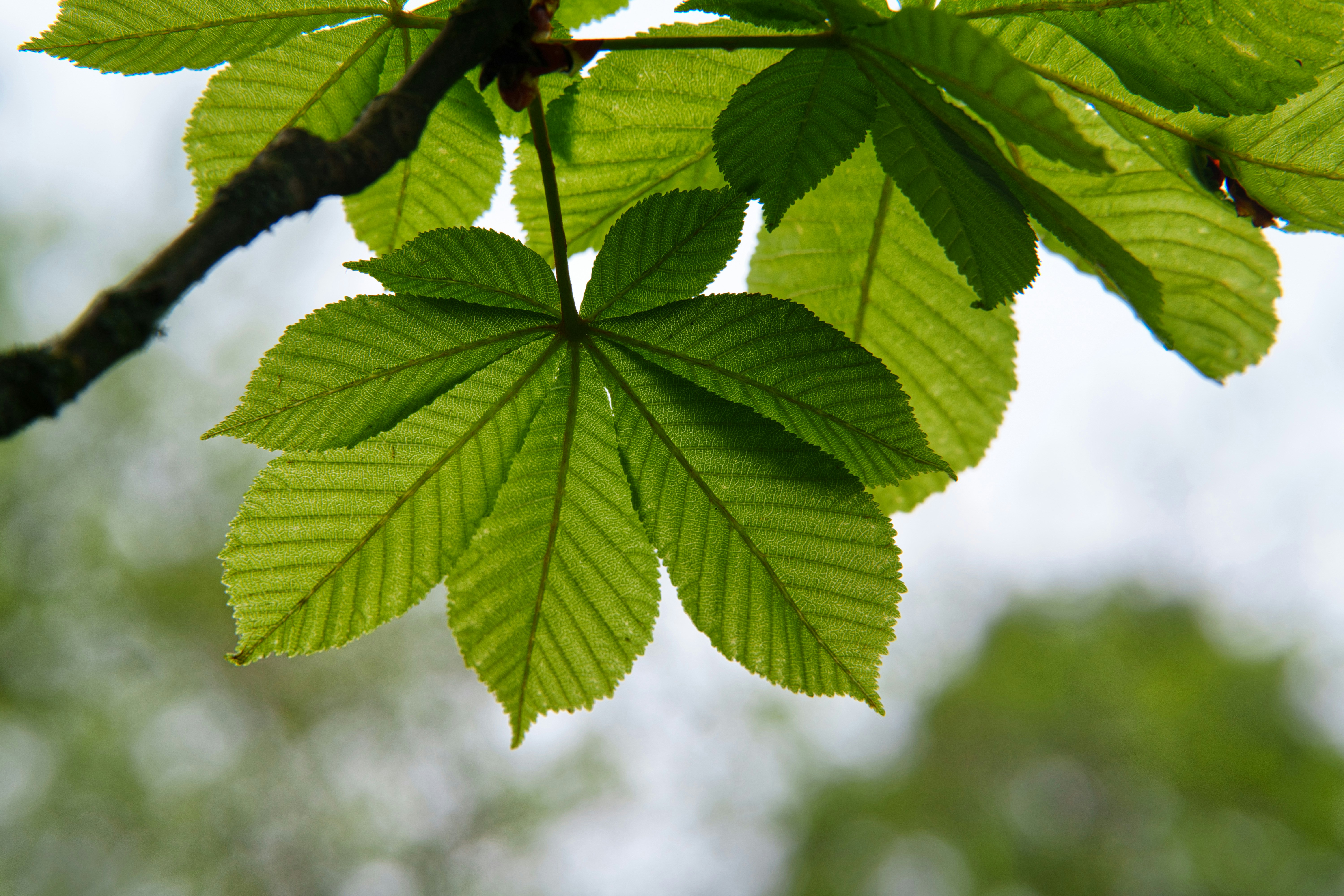 Backlit Venation: A Close Look at Fresh Spring Leaves