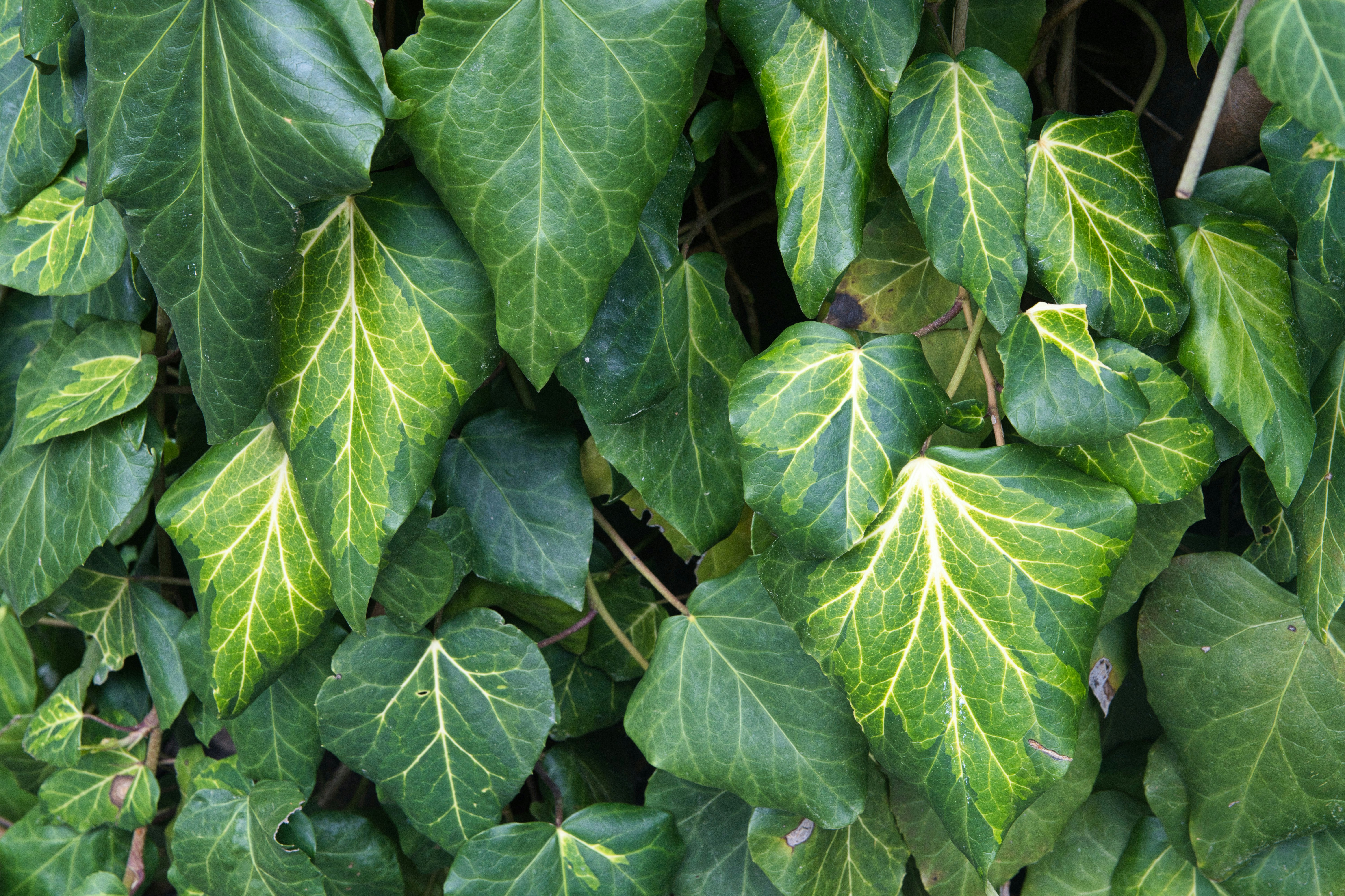 Veined Green: Ivy Leaves Form a Lush Wall
