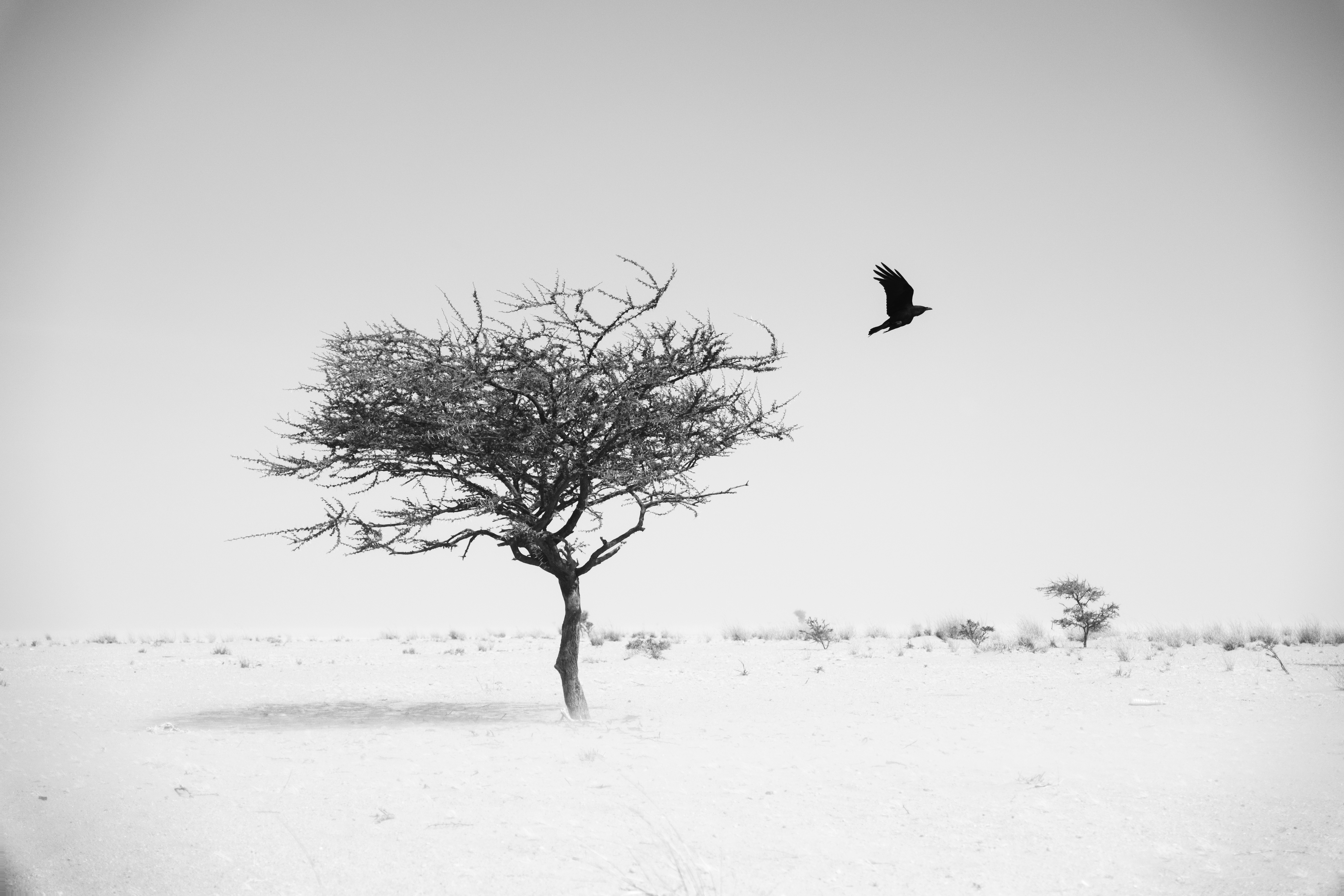 Lone Acacia in a Desert of Silence