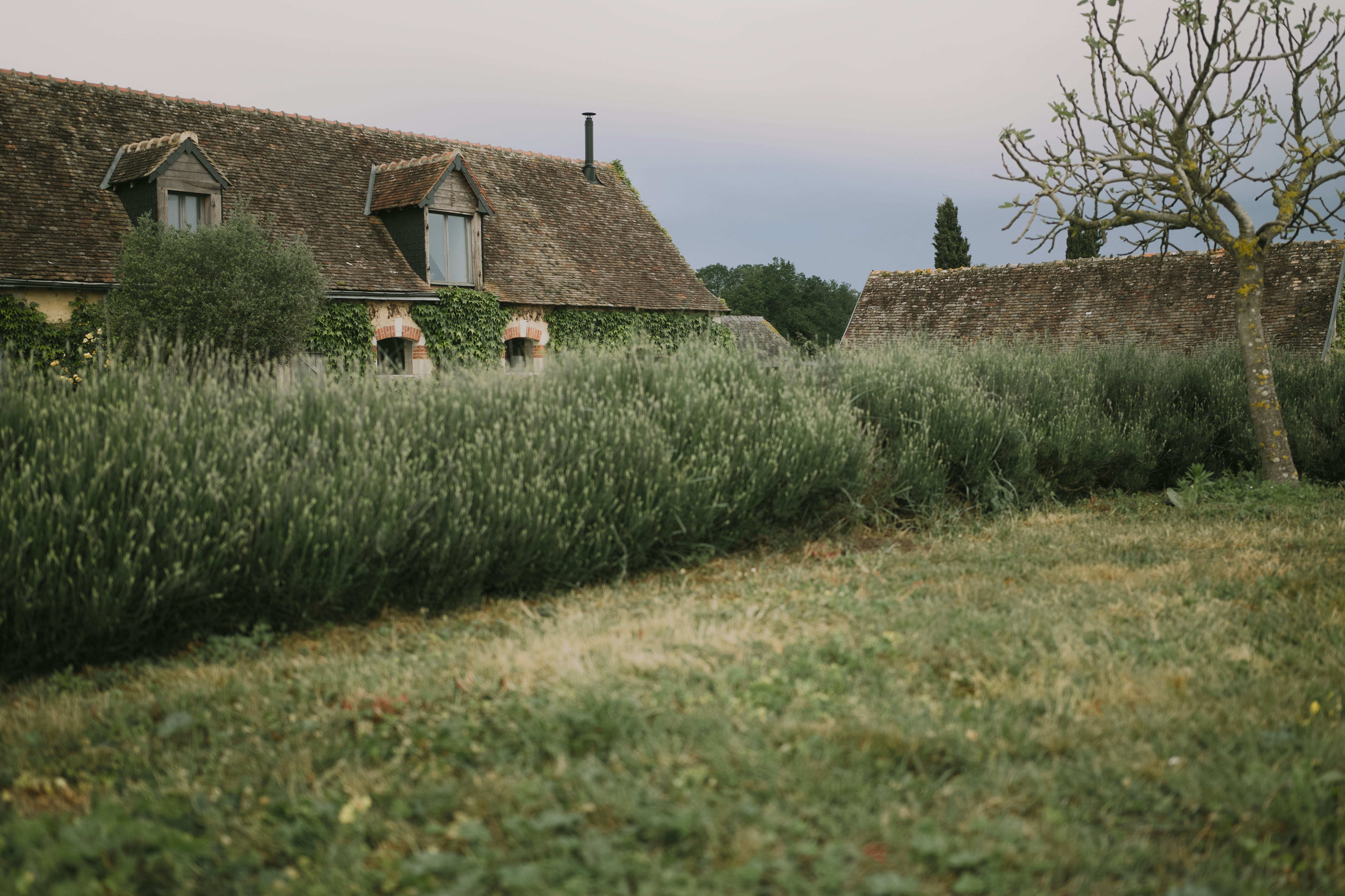 Patchwork Farm: A Quiet Row of Lavender and thatchered Stone