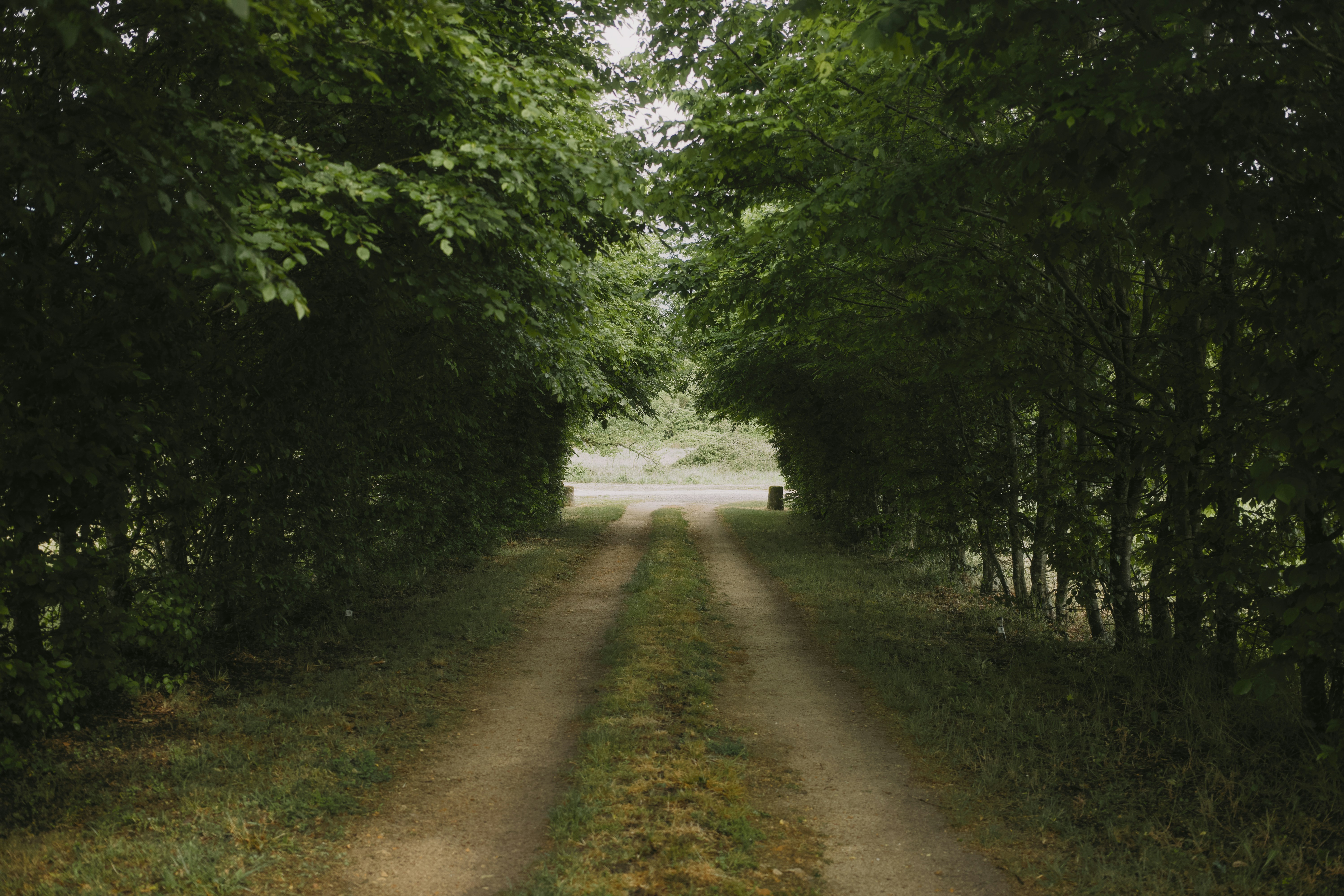 A Quiet Fork: Sunlit Path Through Green Canopy