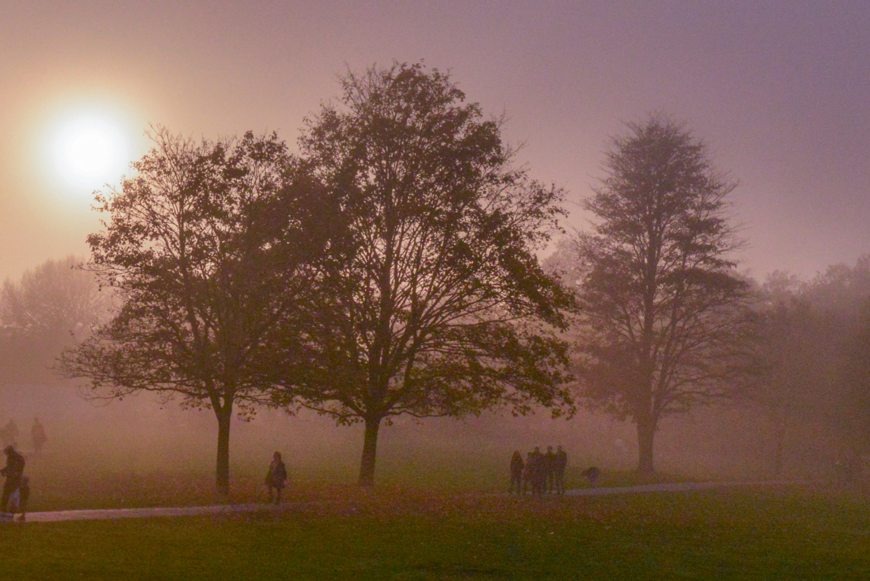 Morning Haze Among the Silent Oaks