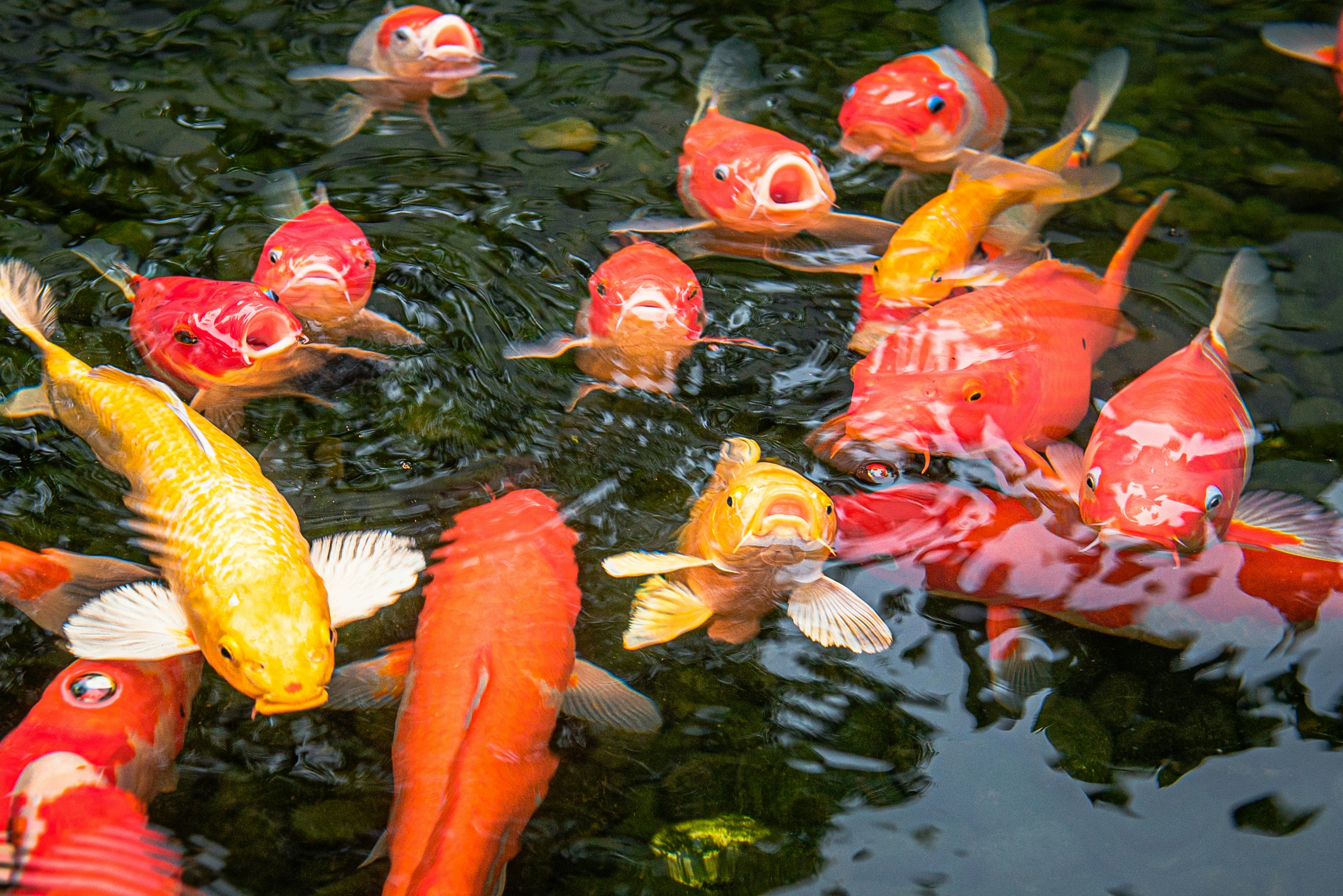 Koi Choir at the Surface: A Burst of Orange Among Dark Ripples