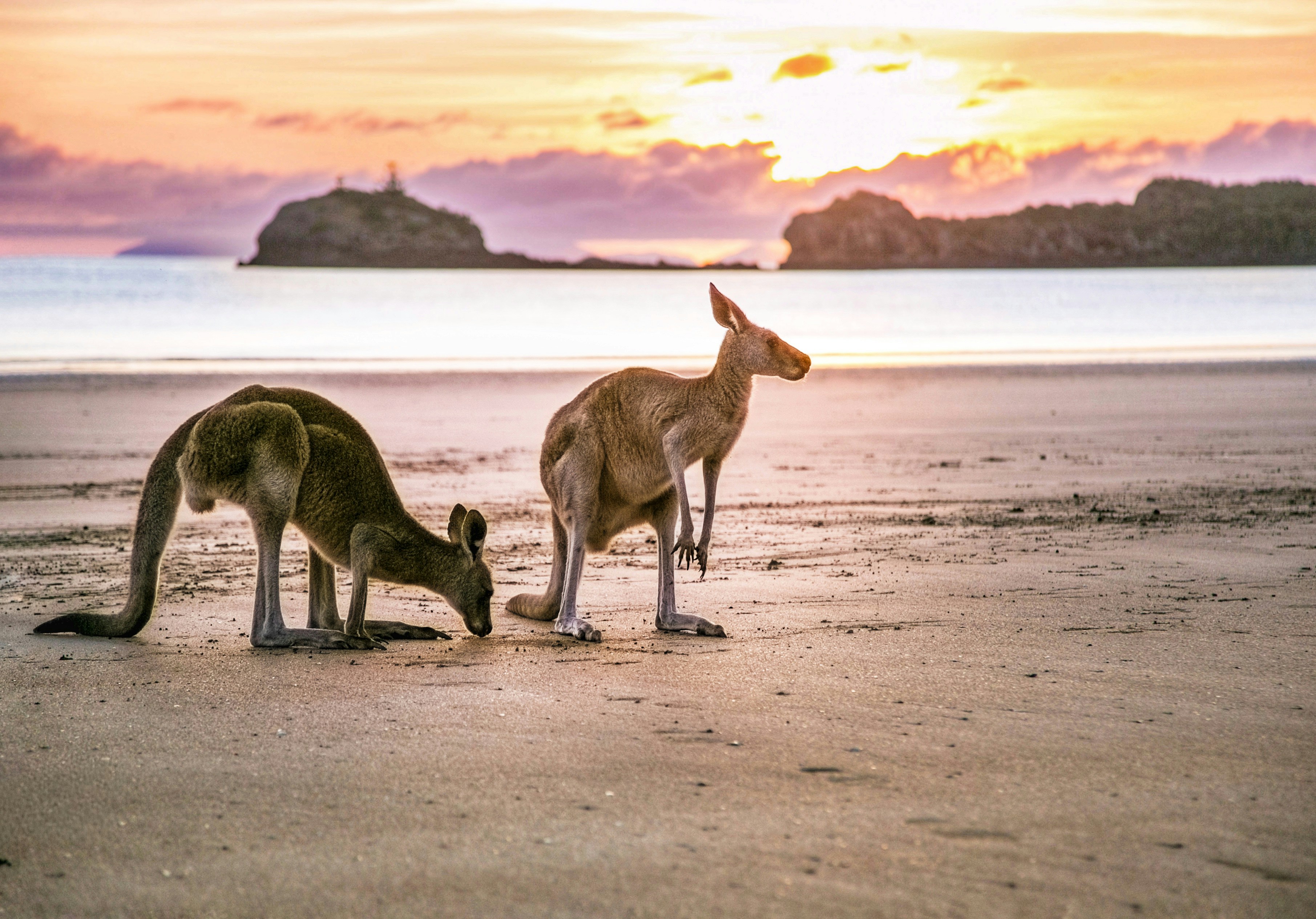 Sunlit Striders on Warm Sand