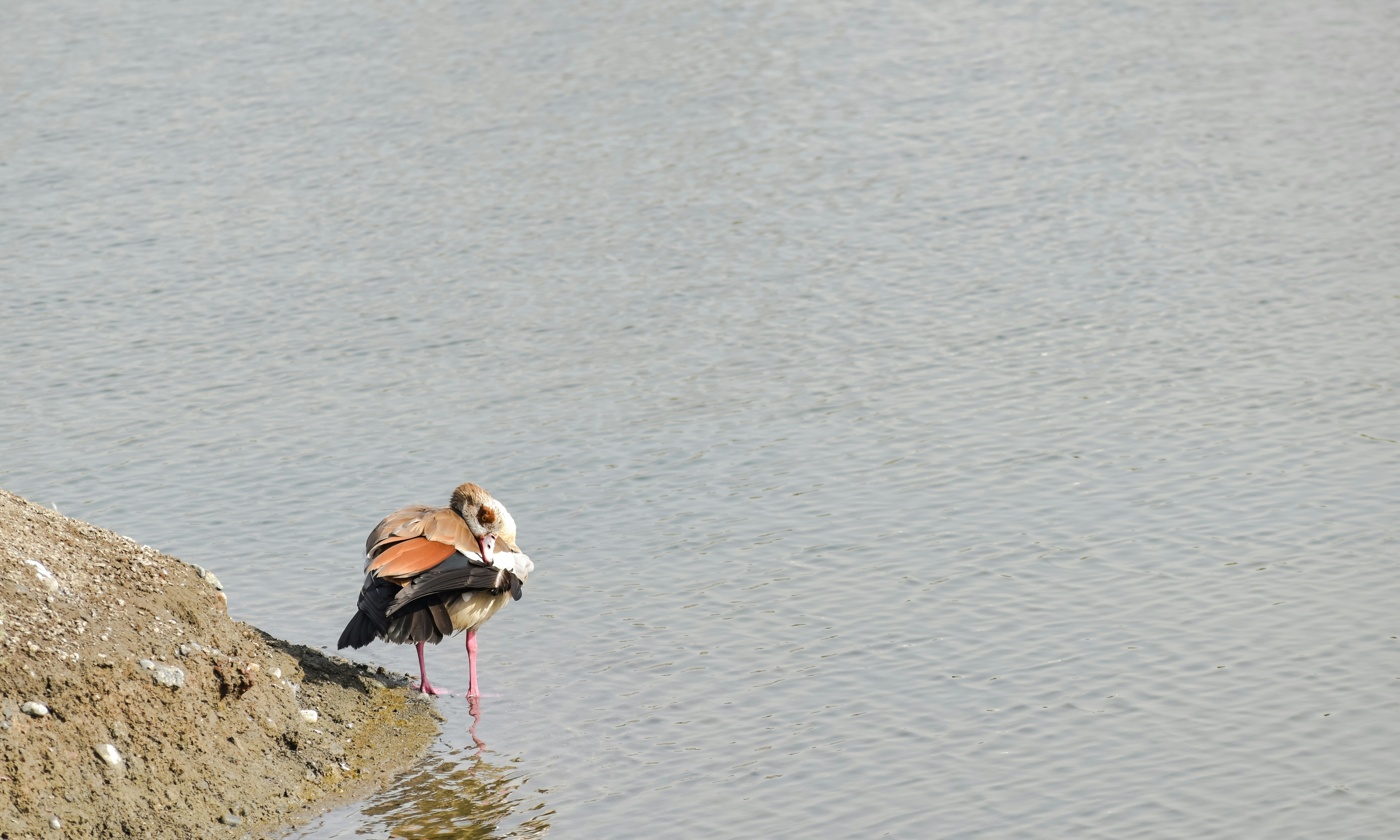 Solitary Flamingo at the Water's Edge