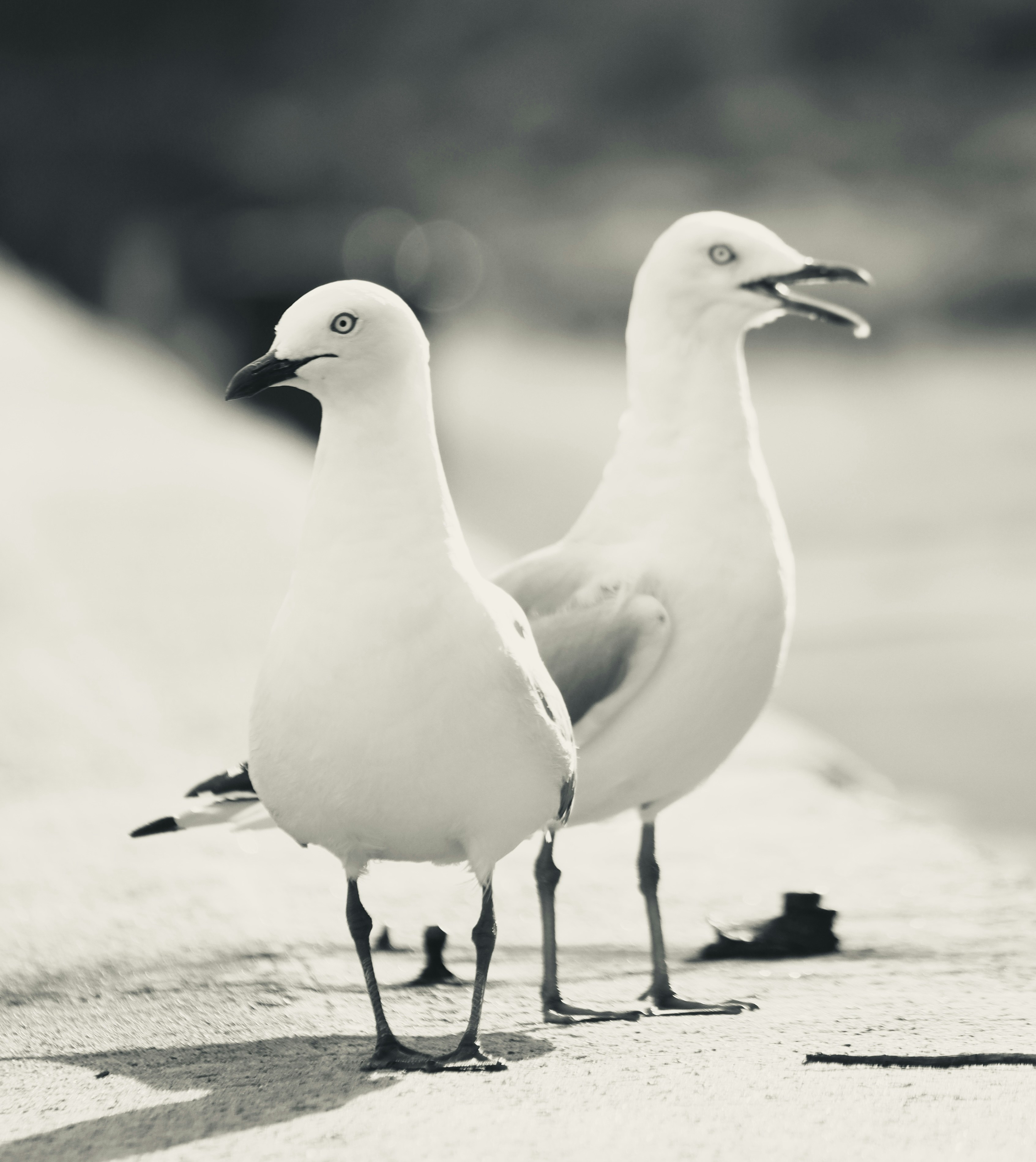 Twin Gulls on a Quiet Shoreline